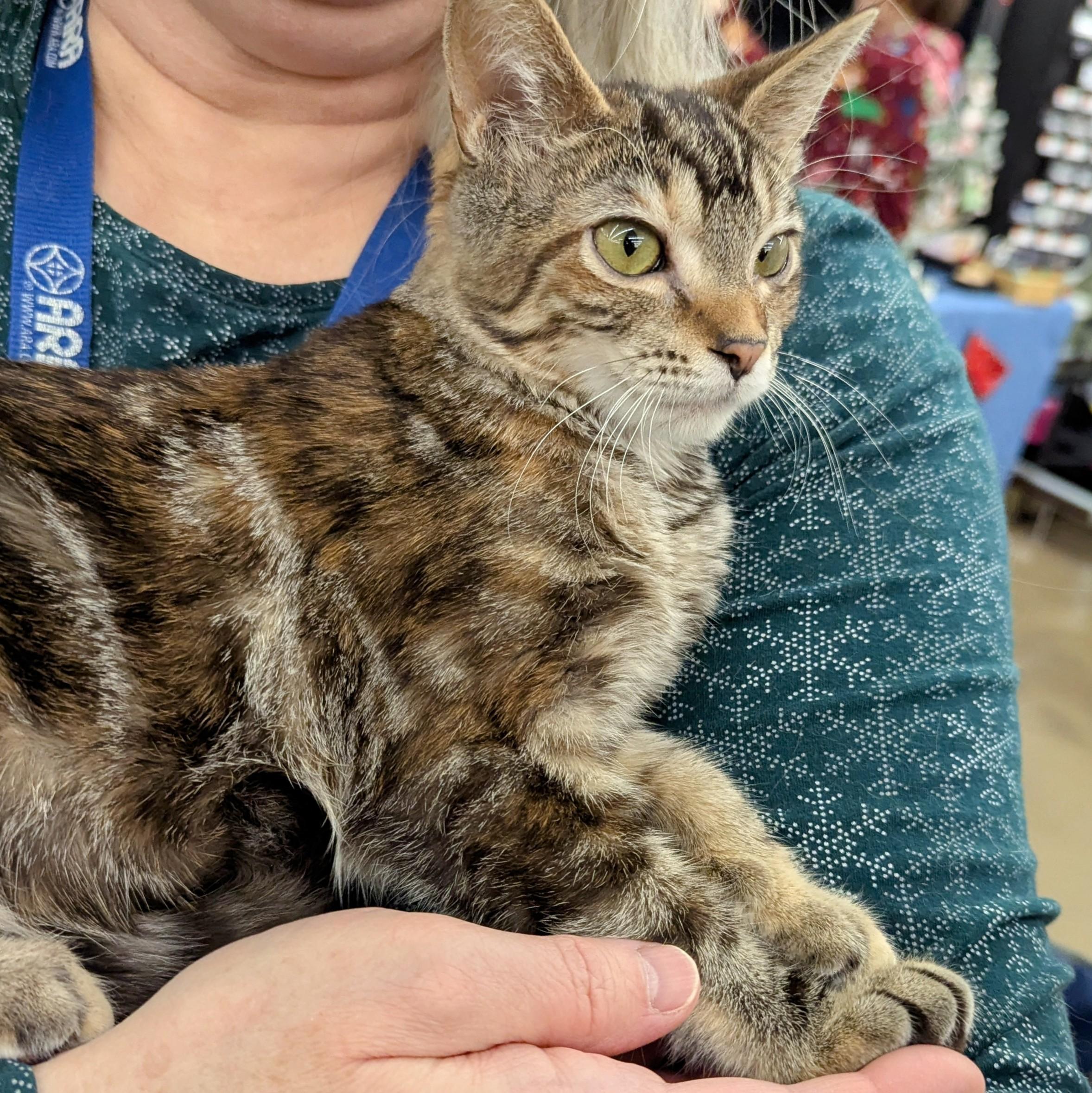 Cat for adoption - Yona, a Torbie in Fairborn, OH | Petfinder