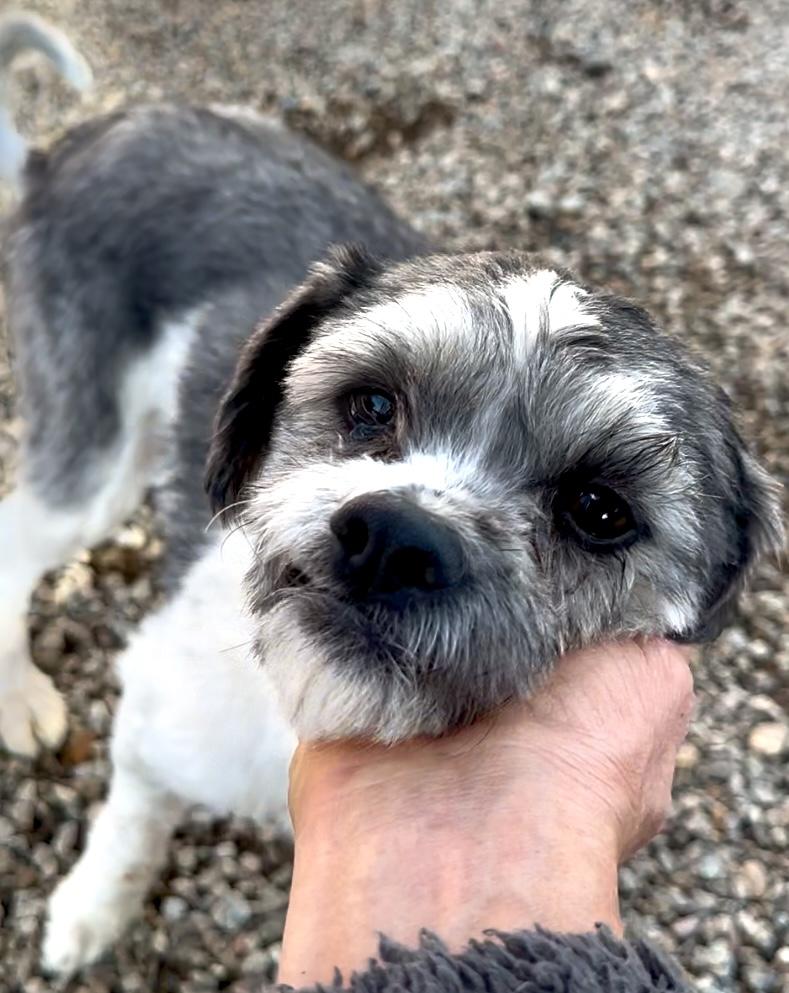 Dog for adoption - Lil Bean (Hypoallergenic), a Shih poo & Shiba Inu ...