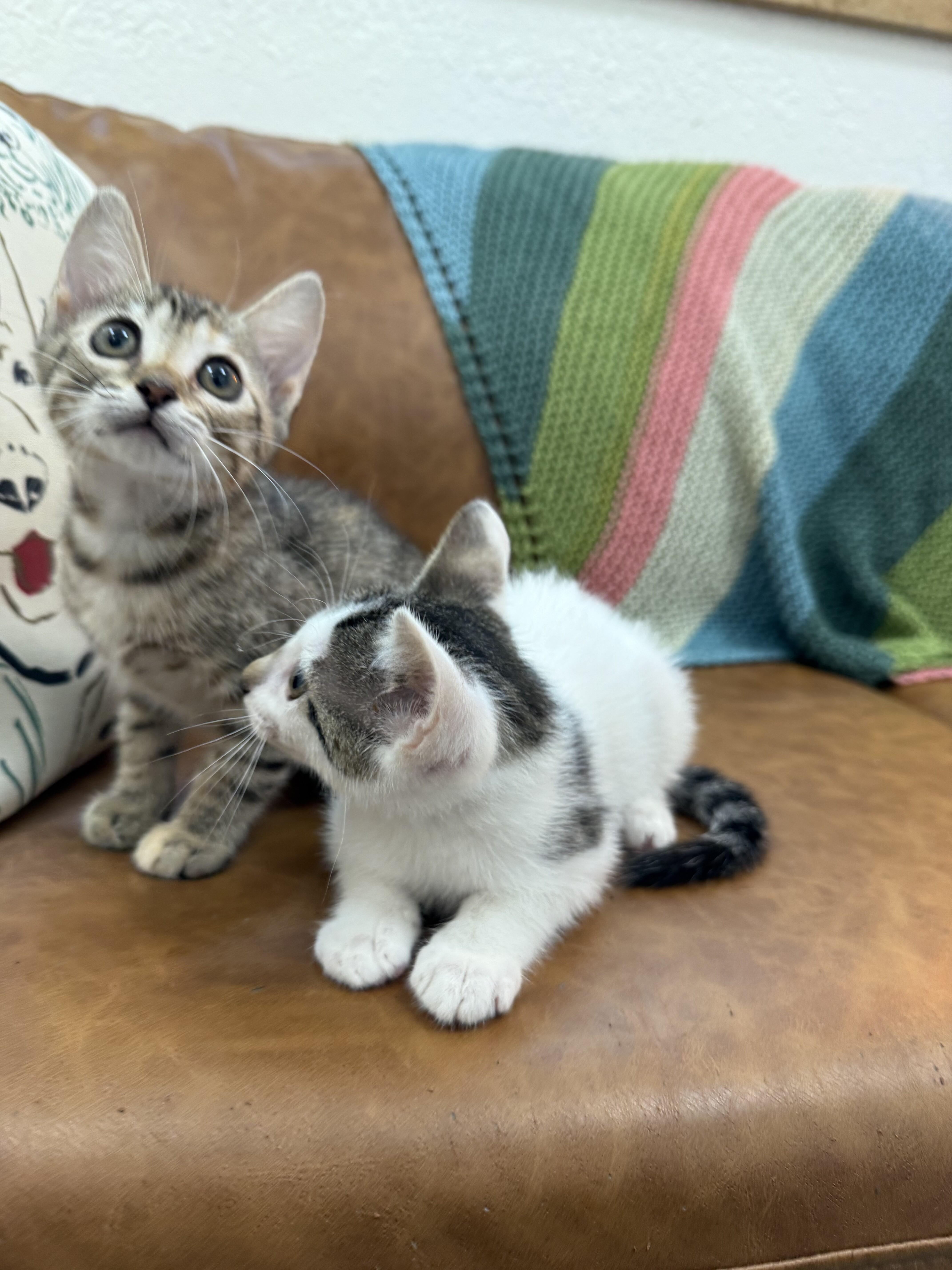 Cat for adoption - Errol The Braveheart, a Domestic Short Hair Mix in ...