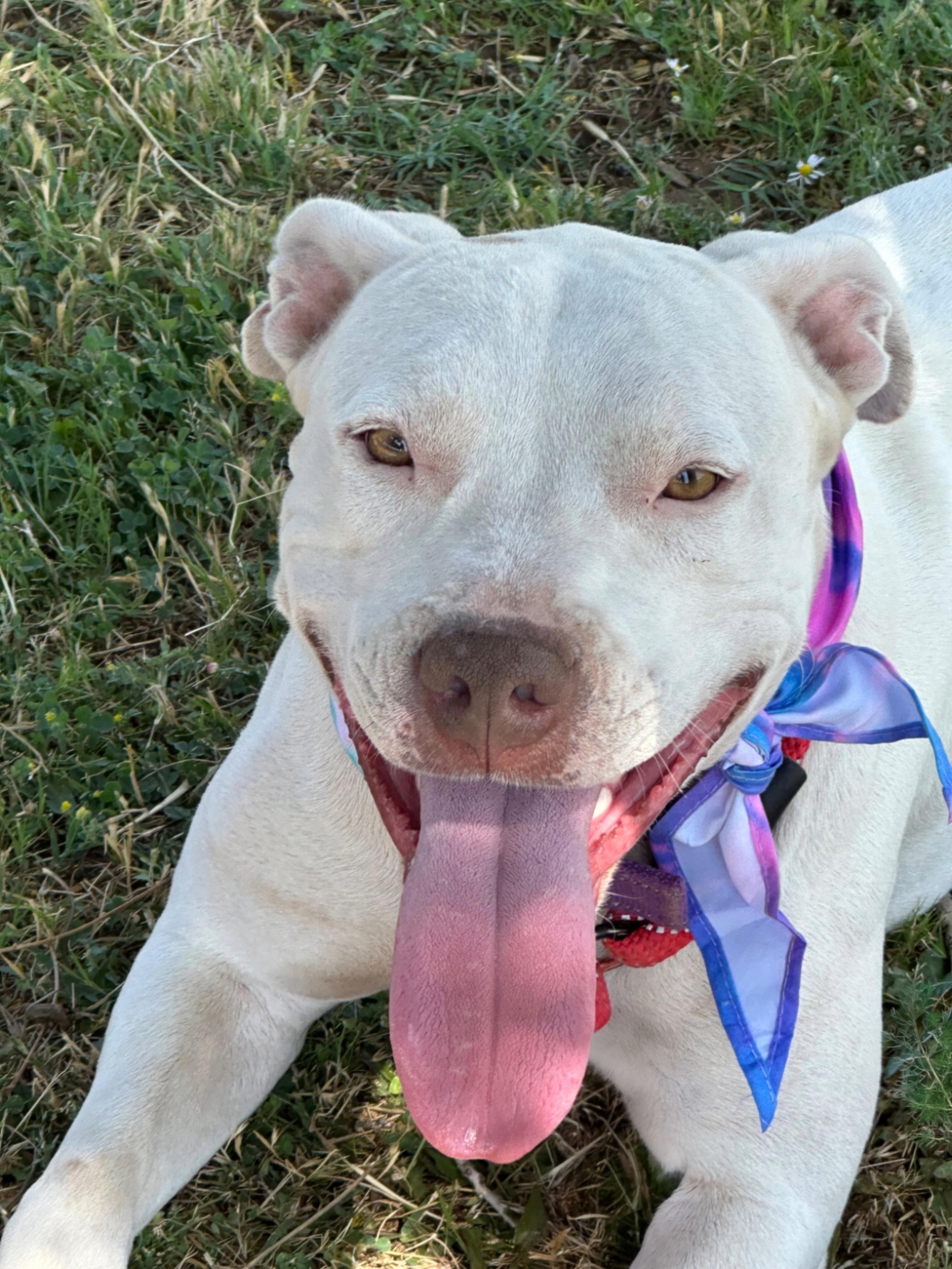 Dog for adoption - DOVIE, an American Staffordshire Terrier in Chicago ...