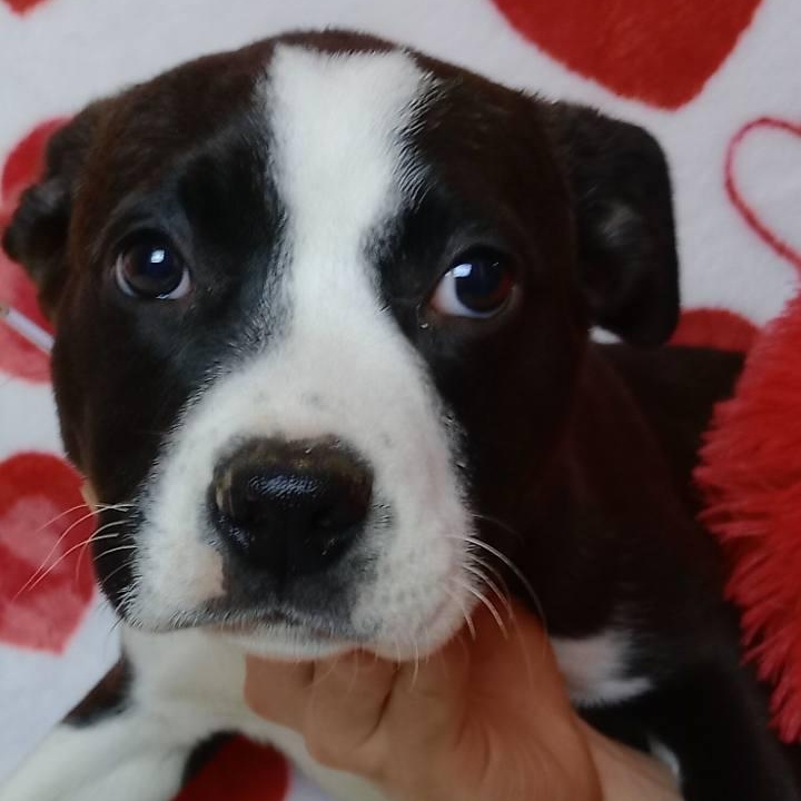 Dog for adoption - Chloe, a Pit Bull Terrier Mix in Rochester, WA ...