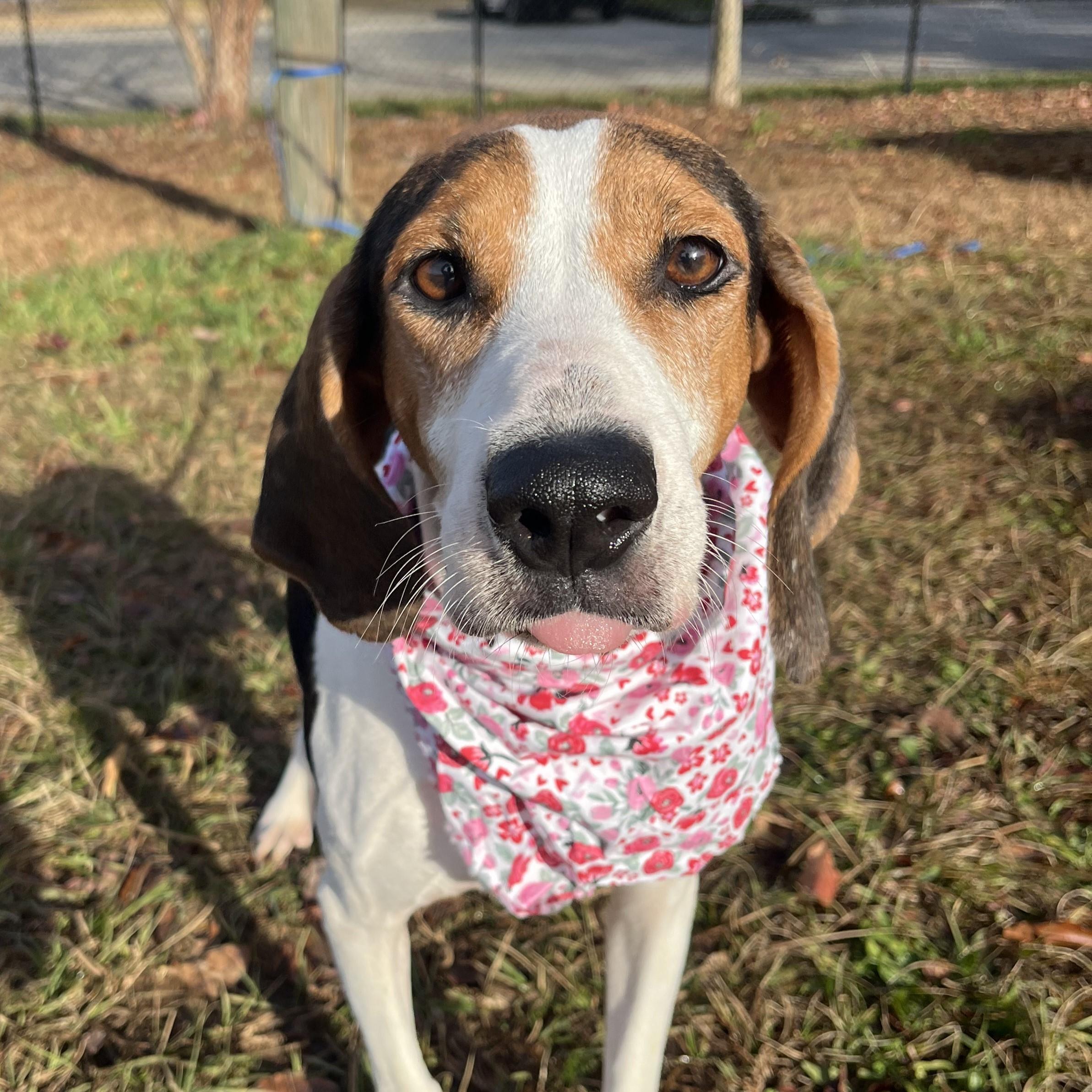 Dog for adoption - Telemachus, an American Foxhound Mix in Boothbay, ME ...