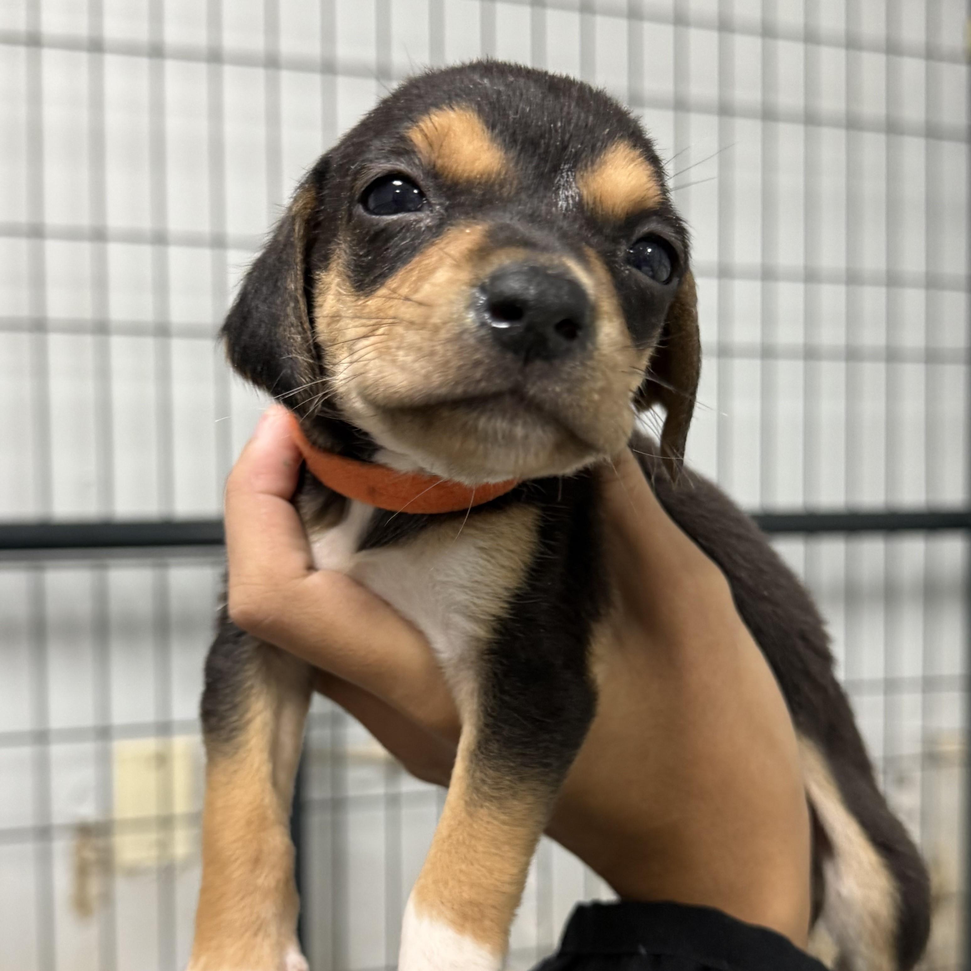 Dog for adoption - Telemachus, an American Foxhound Mix in Boothbay, ME ...