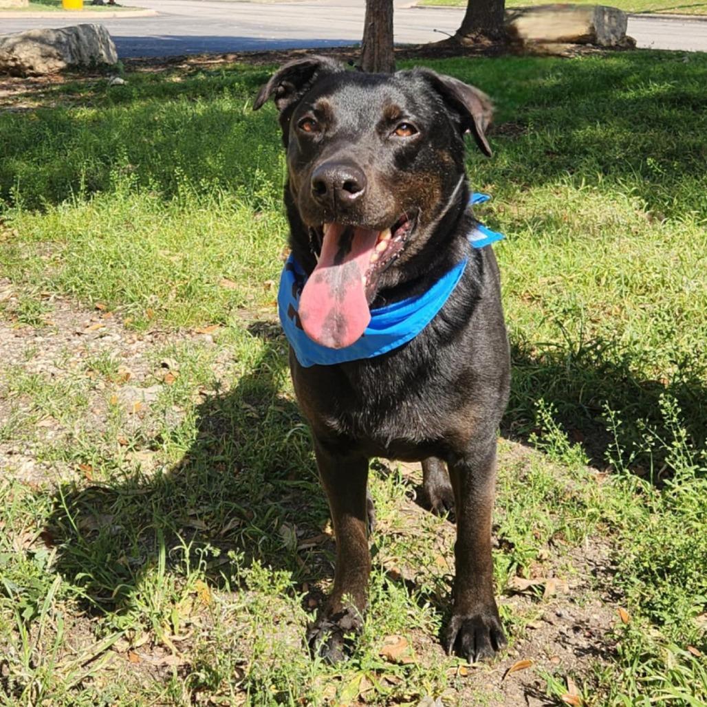 Dog for adoption - Ghost buster JuM, a Rottweiler & Black Labrador Retriever Mix in Pittsburgh ...