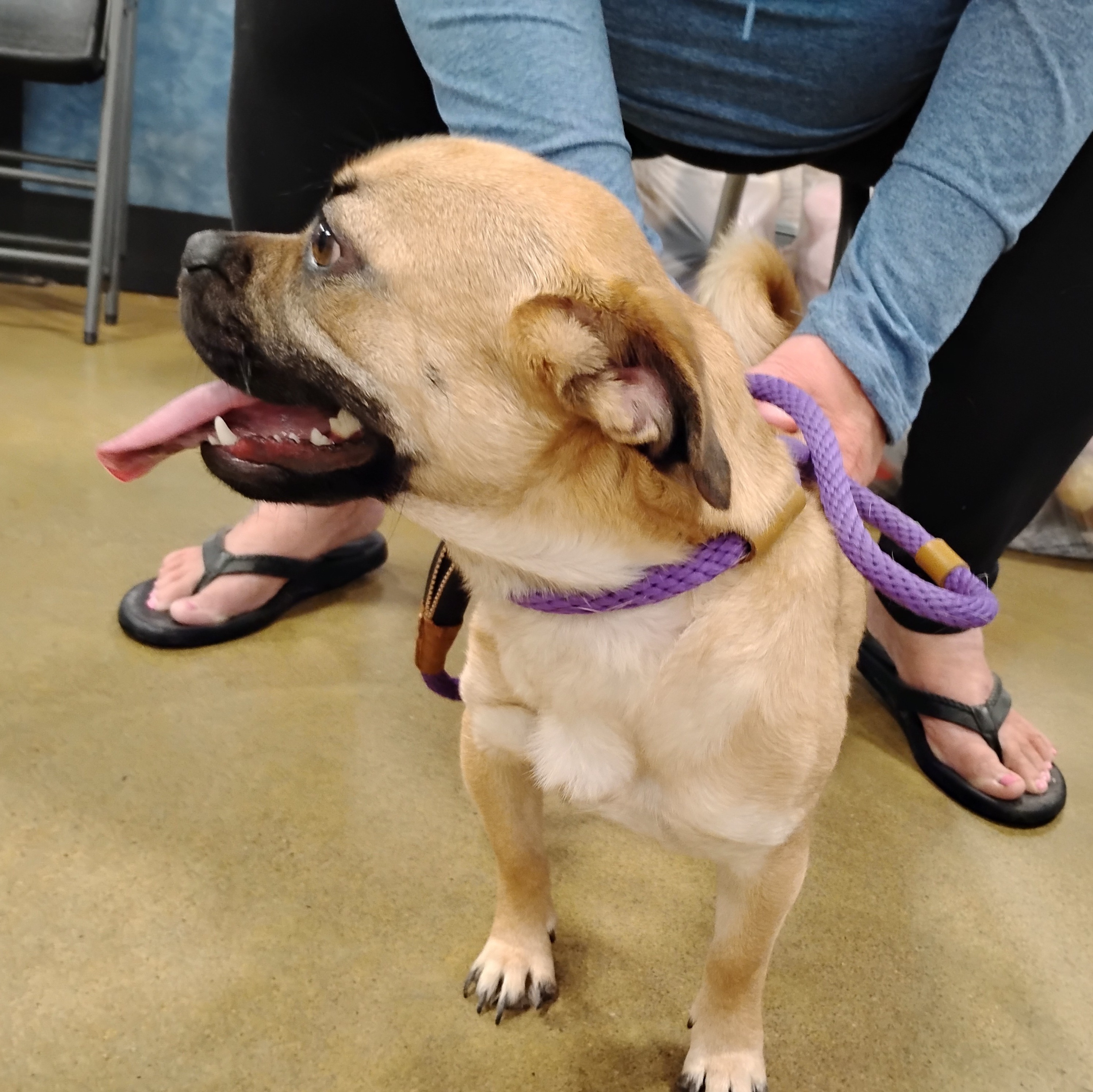 Dog for adoption - Zyna, a Puggle in Tulsa, OK | Petfinder