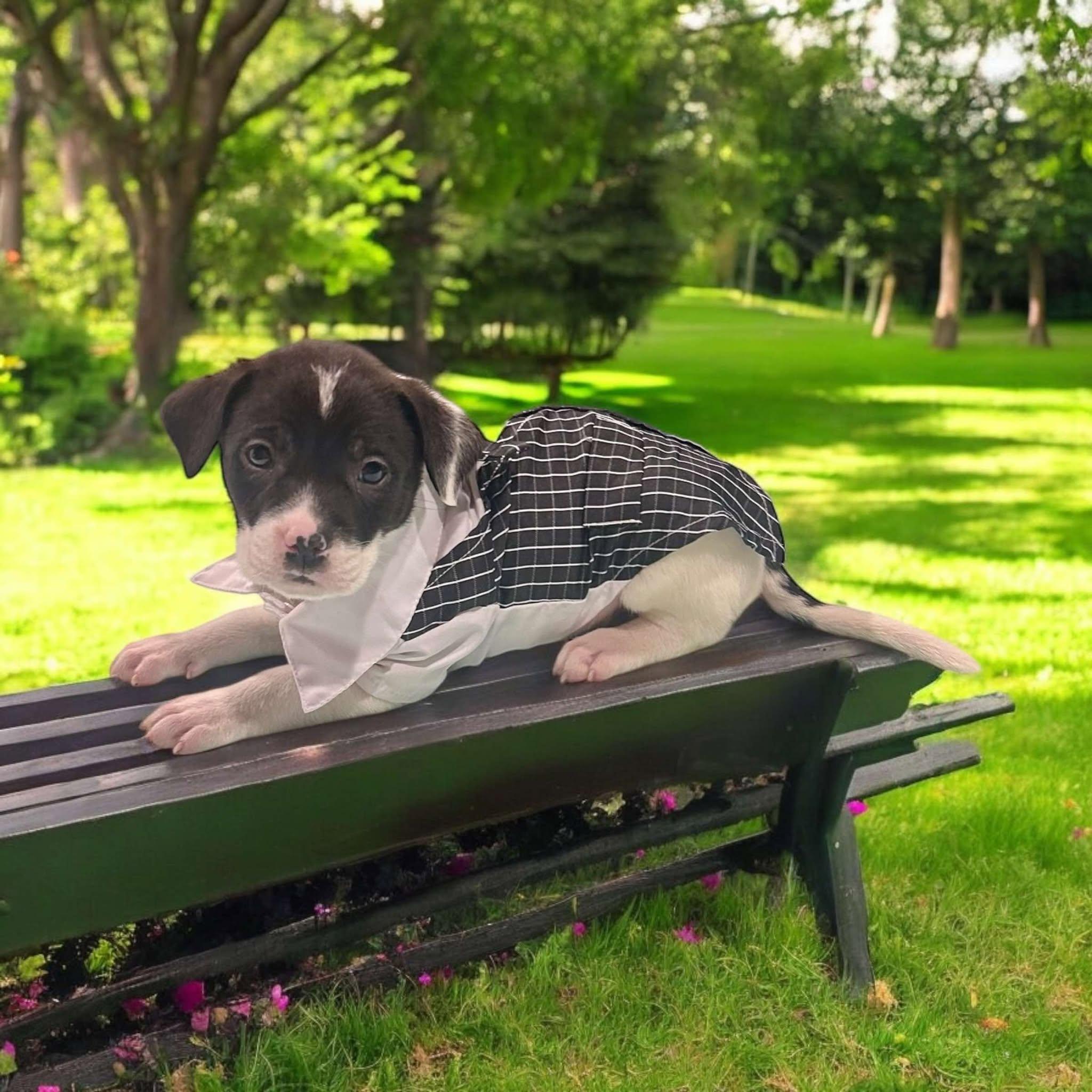 Dog for adoption - Chard, a Pit Bull Terrier Mix in Nashville , TN ...