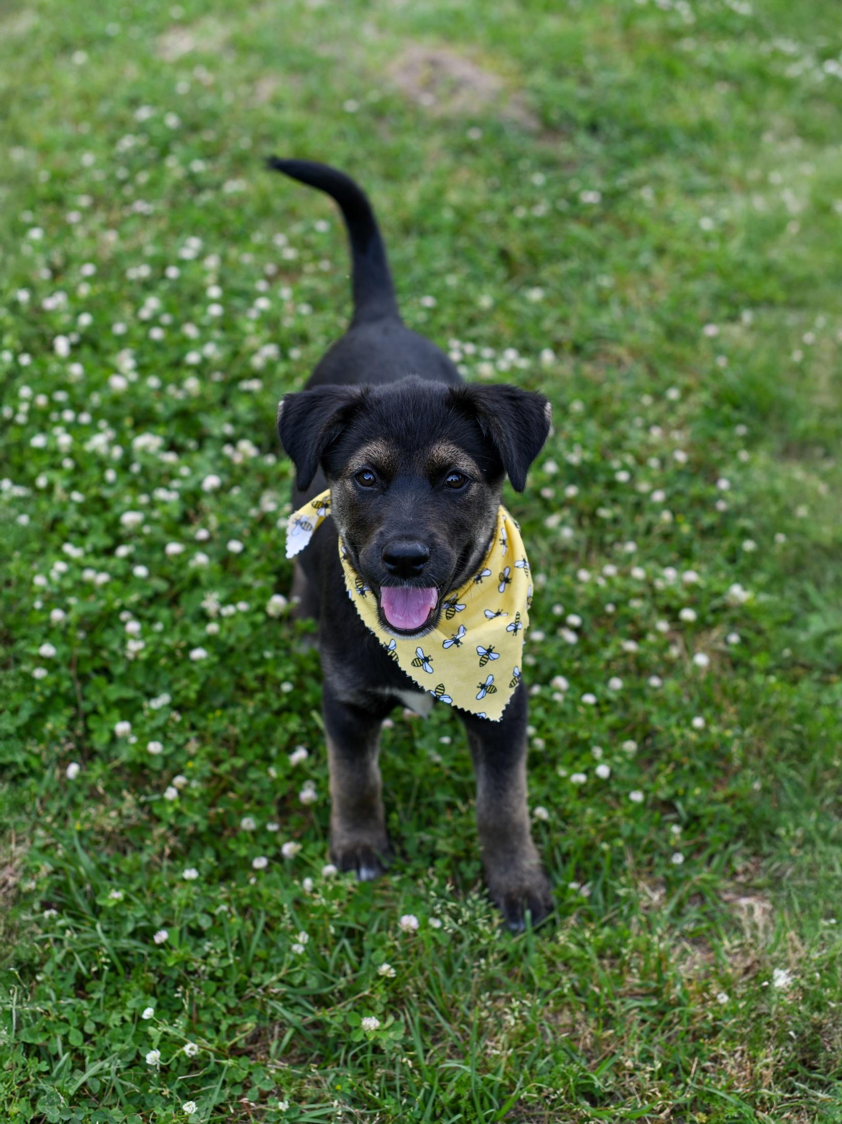 Dog for adoption - Meg, a Husky Mix in Argyle, NY | Petfinder