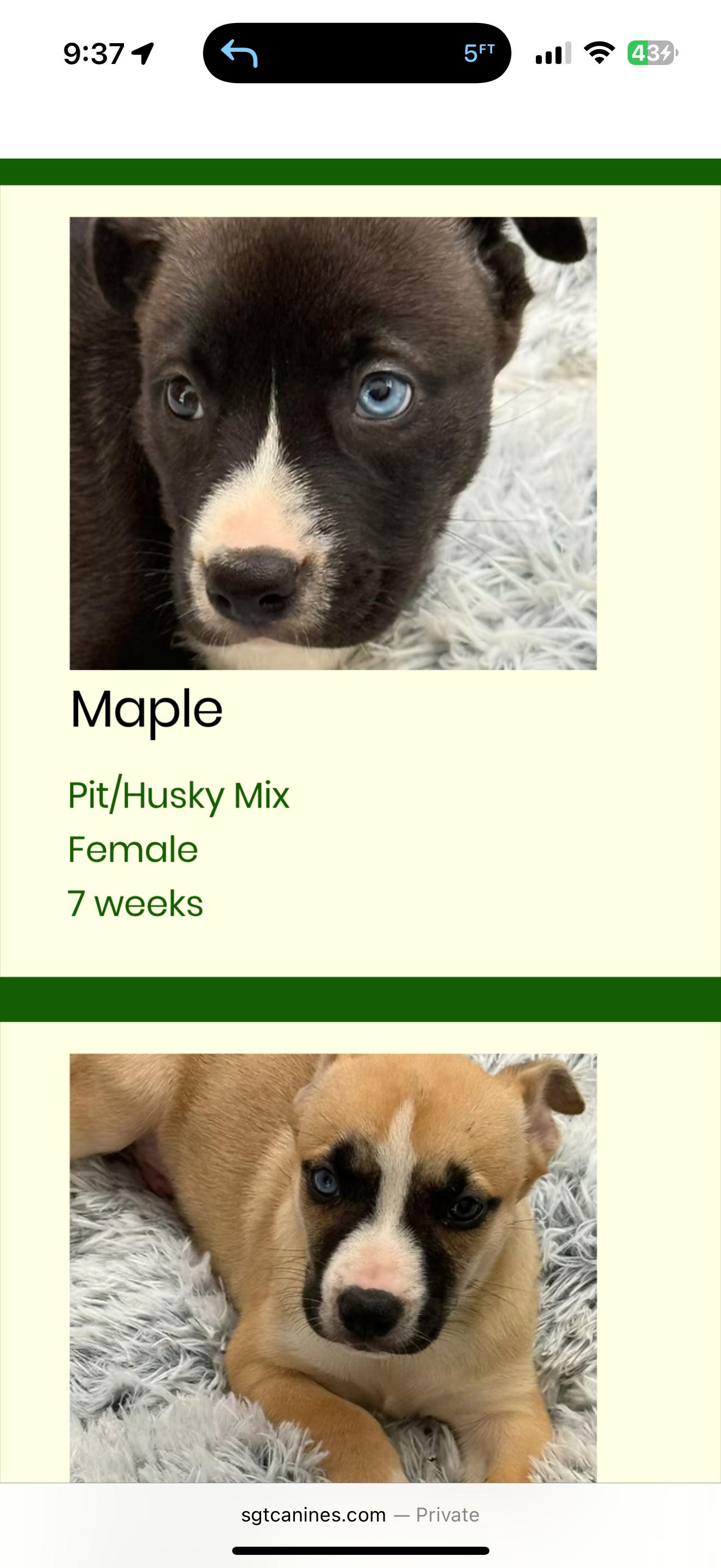 Dog for adoption - Maple, an American Staffordshire Terrier & Husky Mix ...