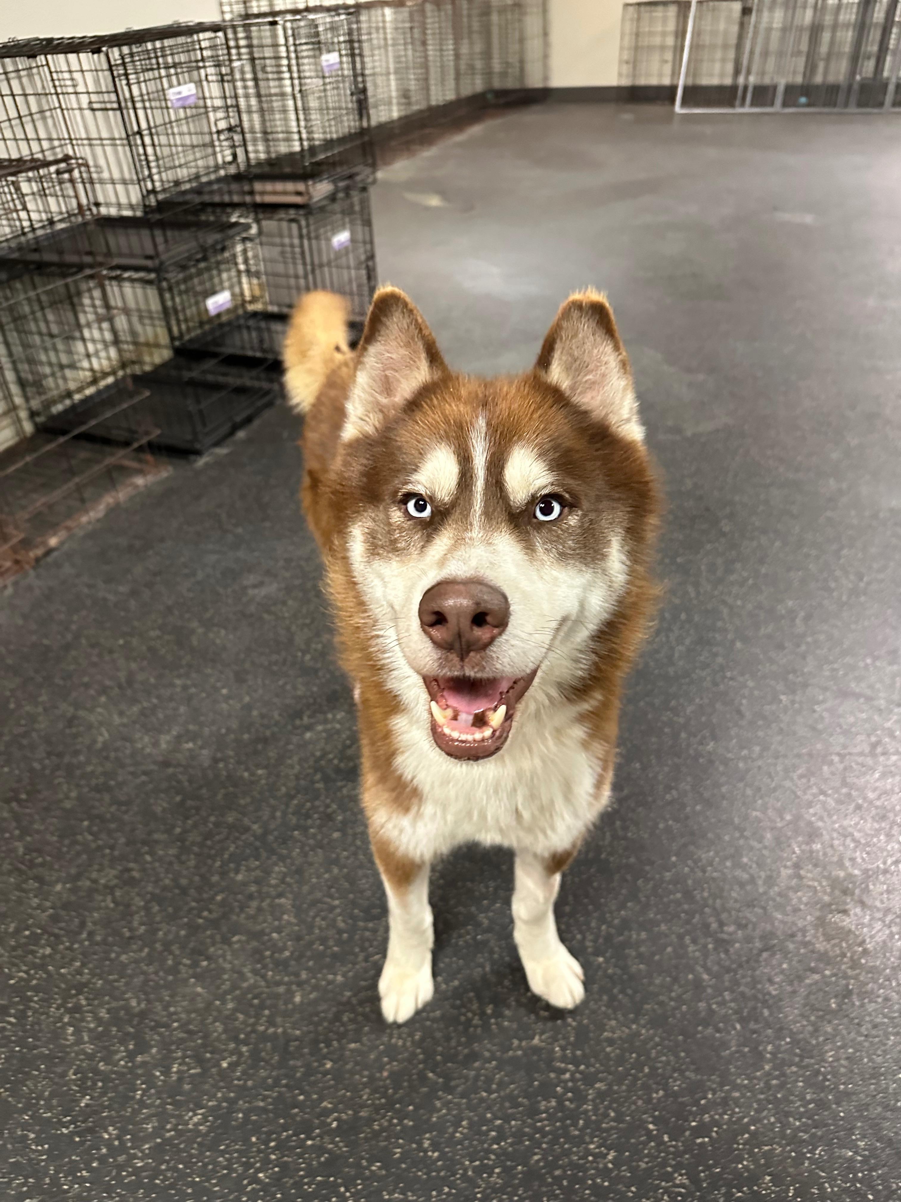 Adopt A Husky - Texas Husky Rescue