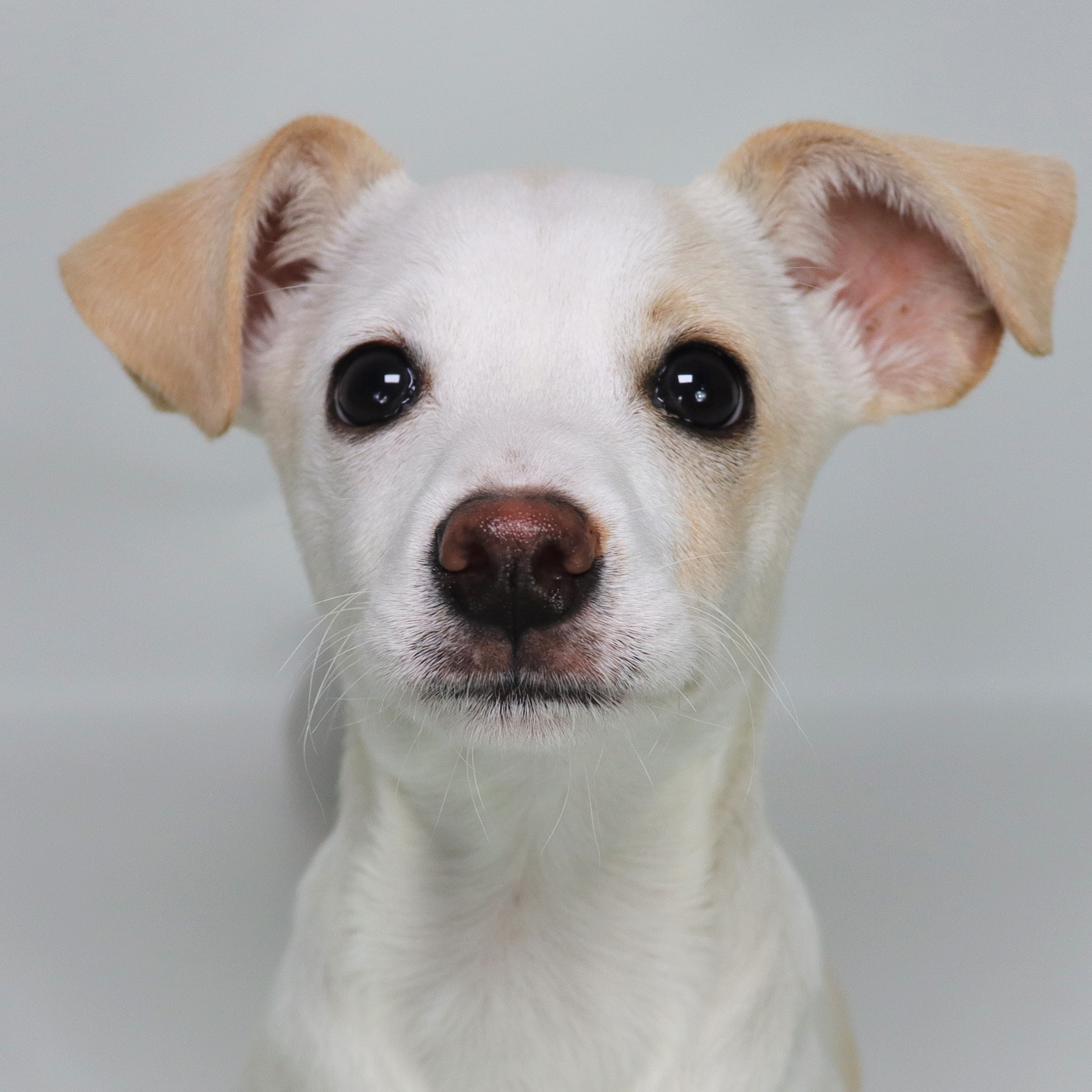 San Gabriel, CA Animal Shelters & Rescues