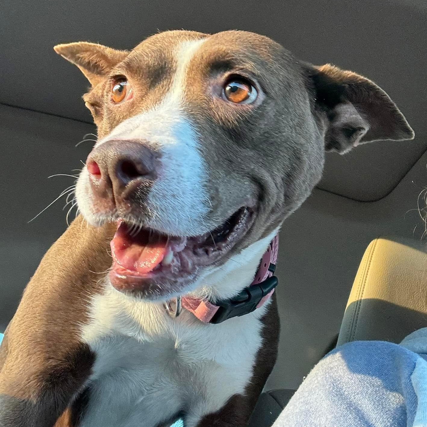 Dog for adoption - Penny, a Smooth Collie Mix in Southaven , MS | Petfinder