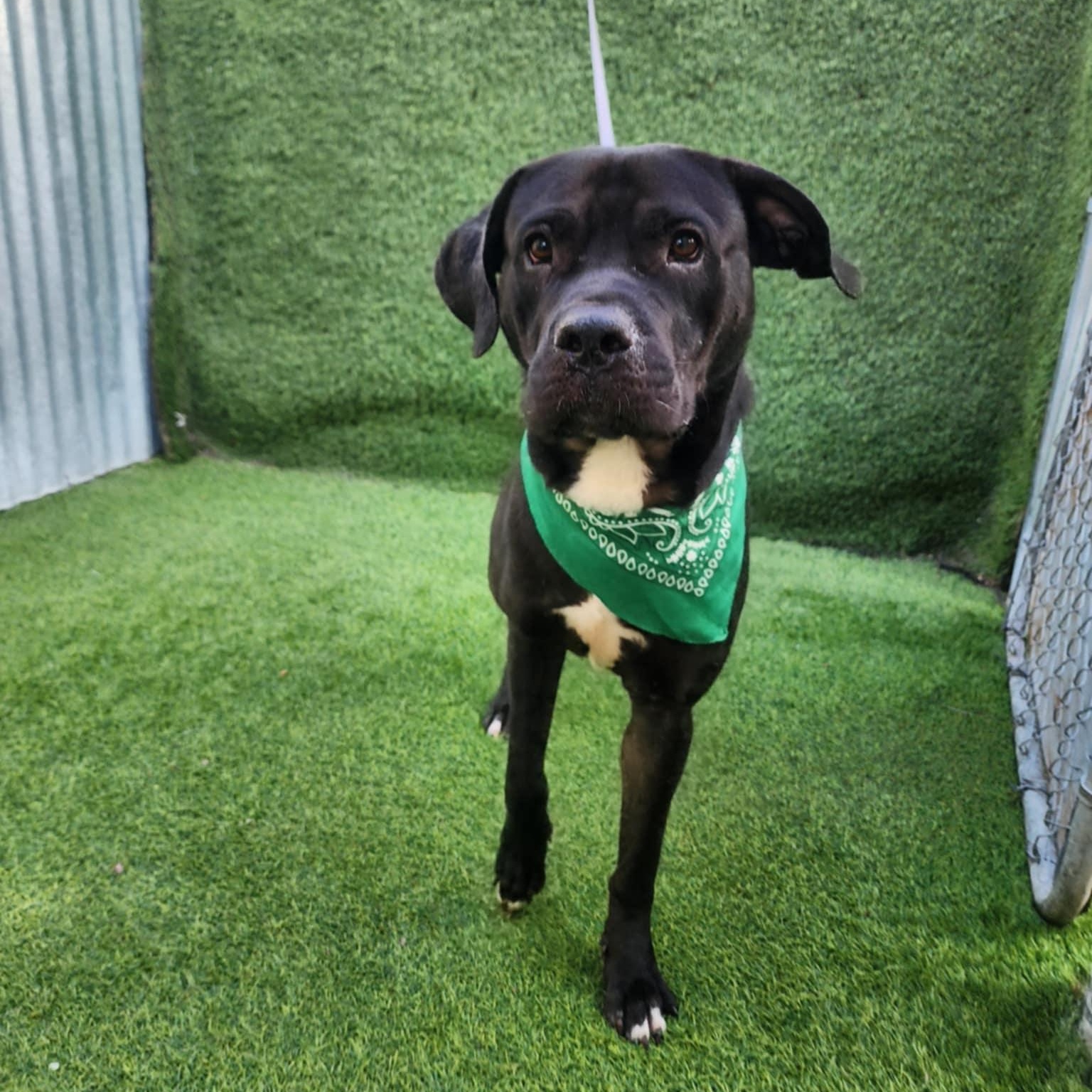 Dog for adoption - Babe Ruth, an American Staffordshire Terrier Mix in ...
