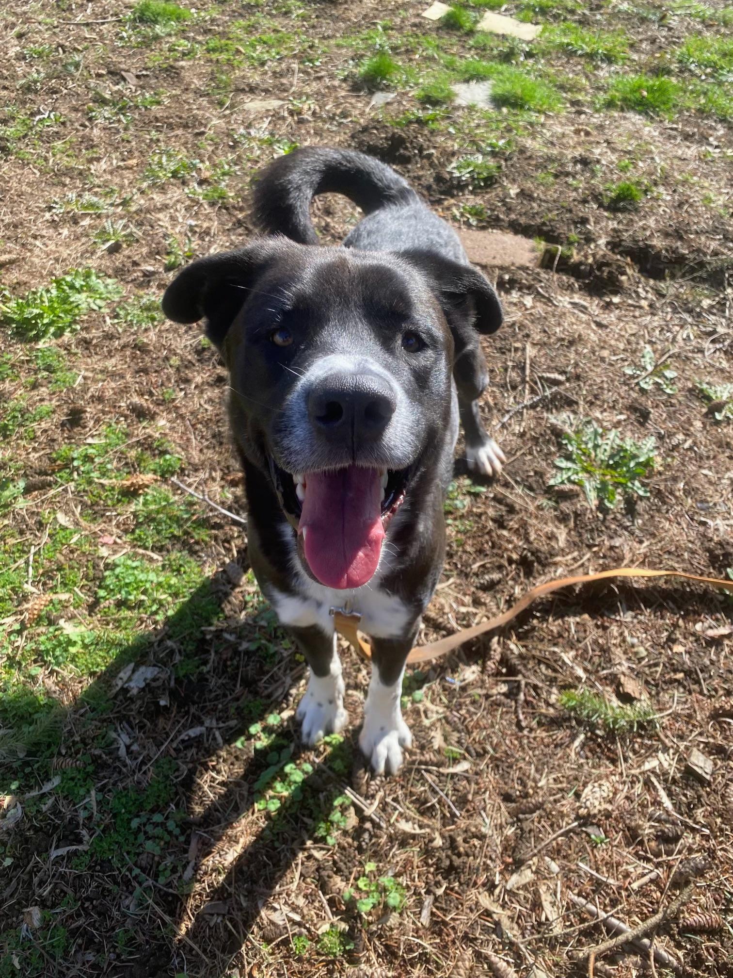 Dog for adoption - Deebo, a Border Collie & Black Labrador Retriever ...