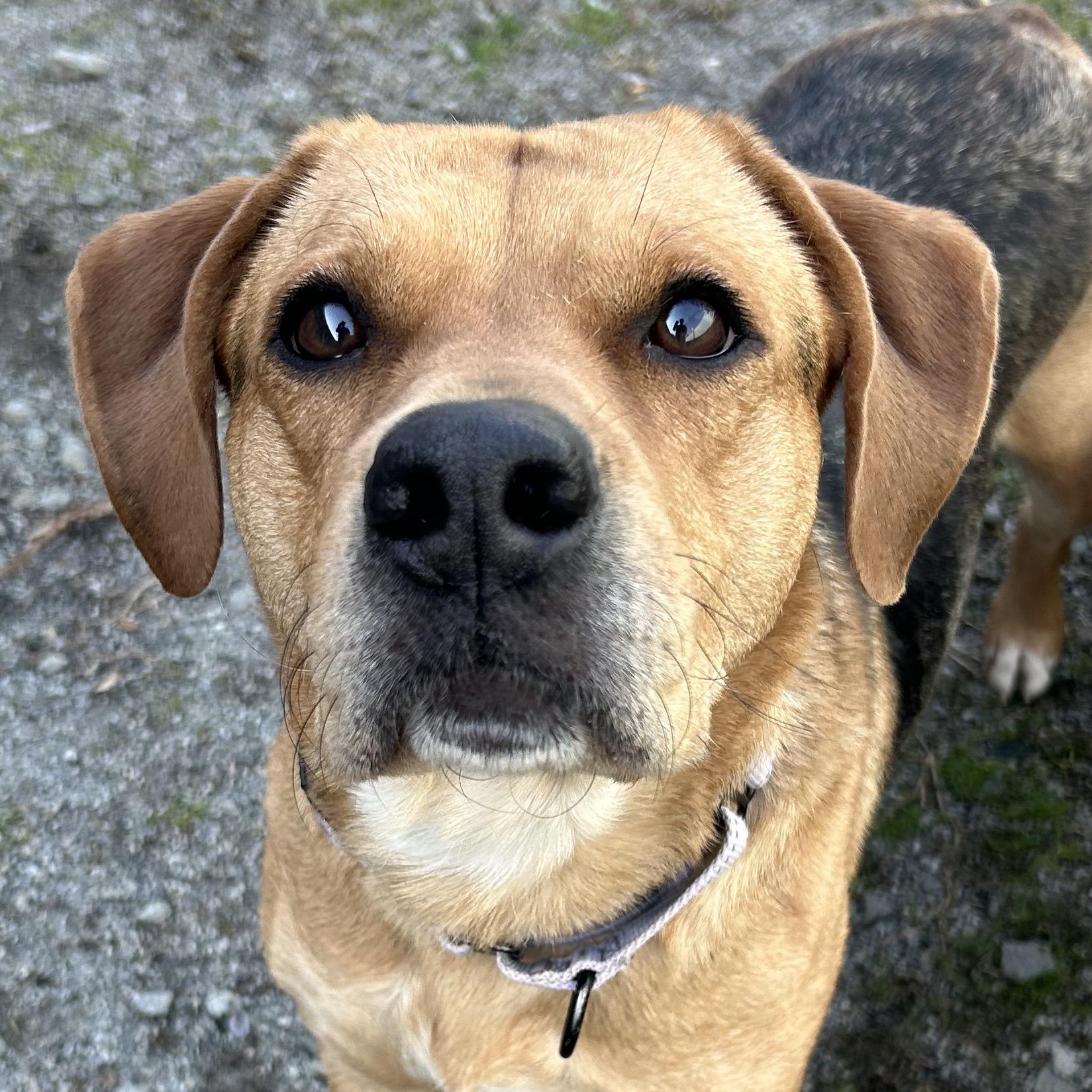 Dog for adoption - Bessie, a Beagle Mix in Orange, VA | Petfinder