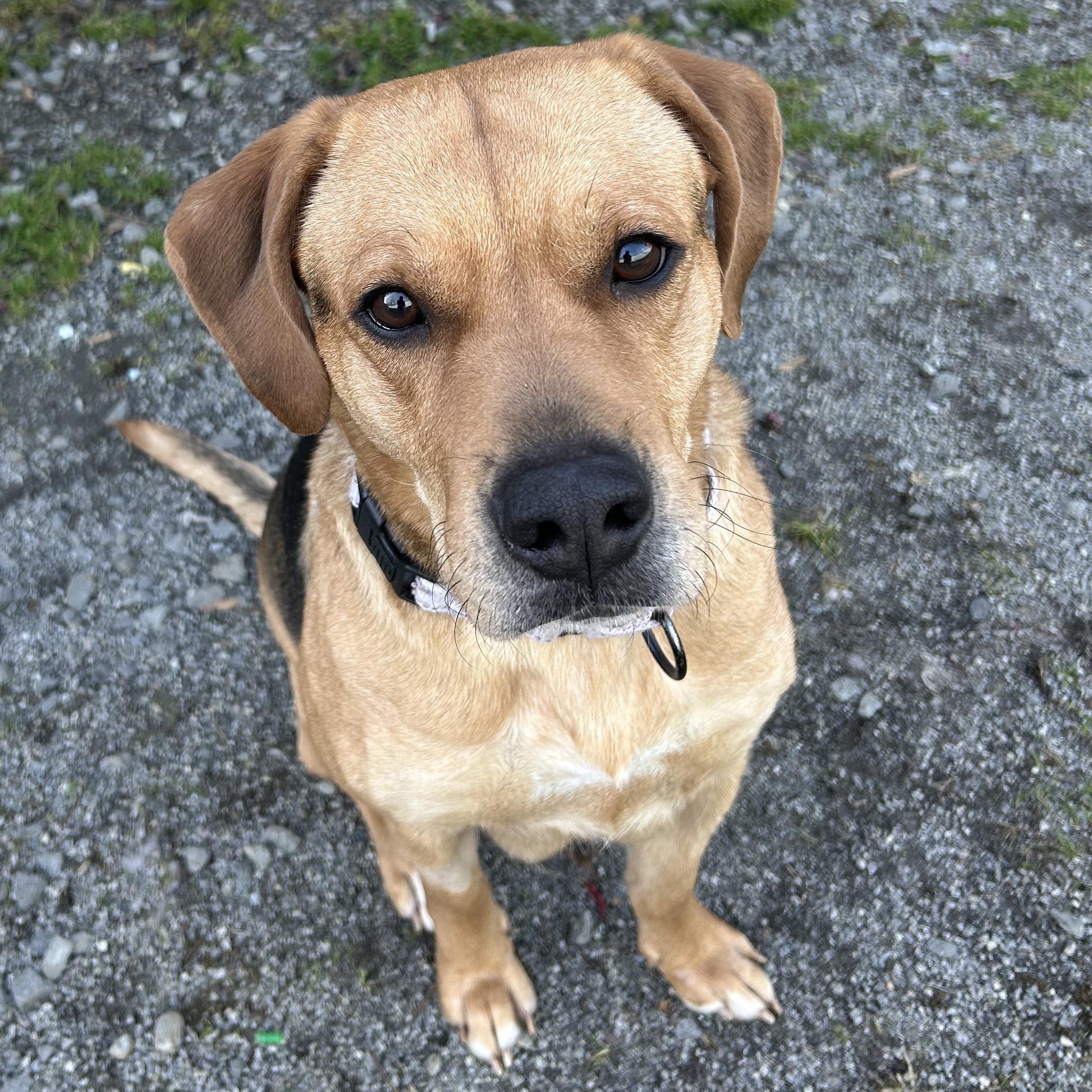 Adoptable Dogs - Friends of Orange County Animal Shelter