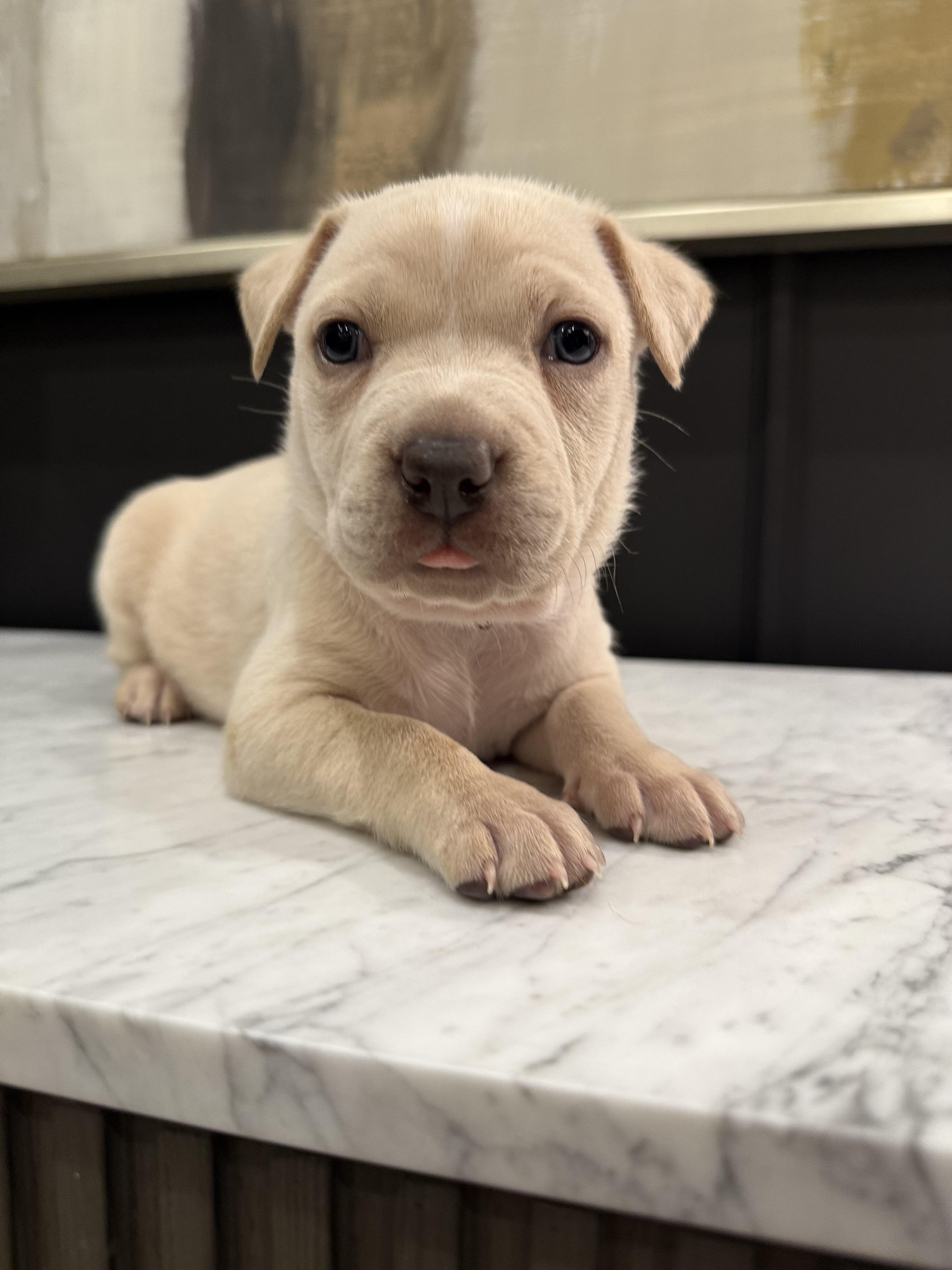 Dog for adoption - Betsy - Independence Day Litter, a Yellow Labrador ...