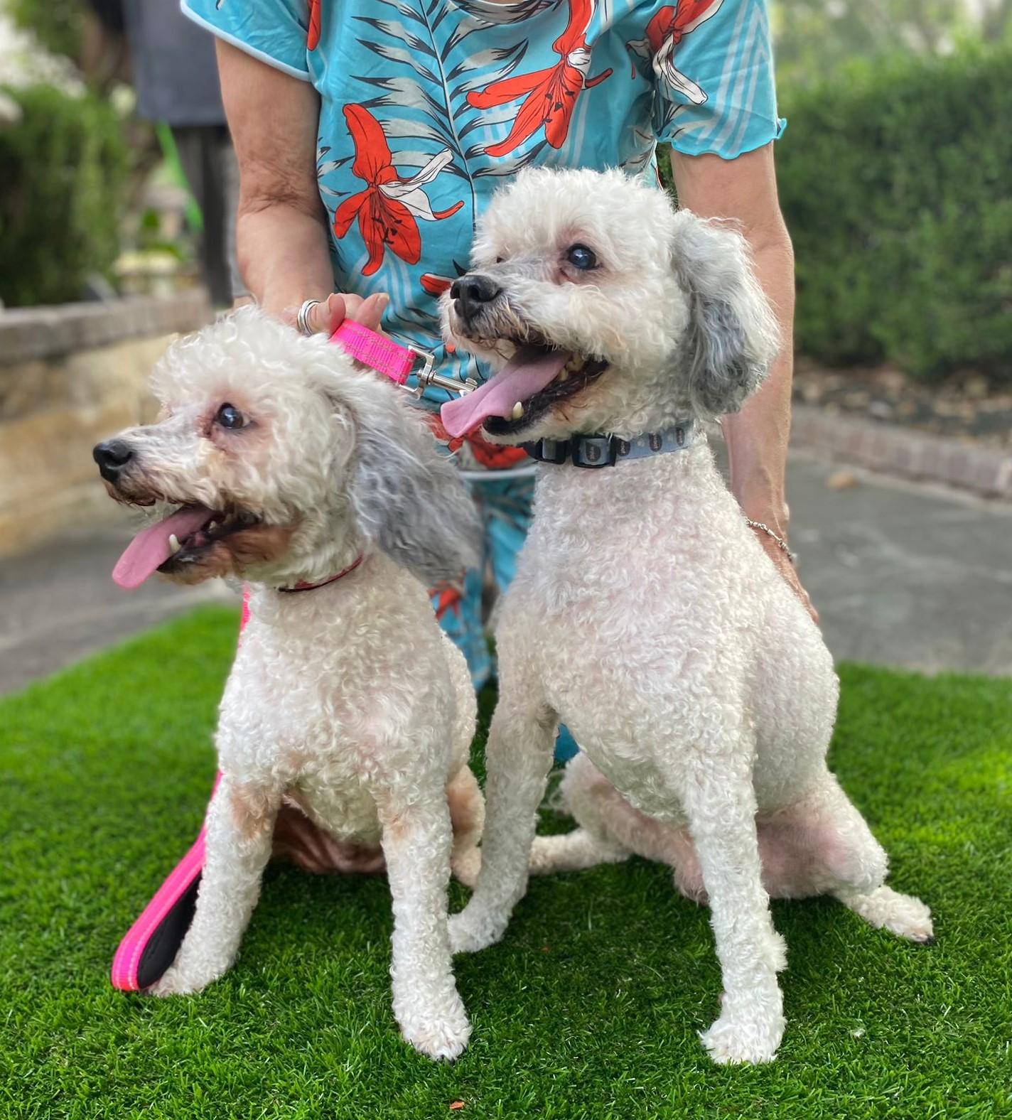 Dog for adoption - Lilly & Chase, a Miniature Poodle in Southport, CT ...