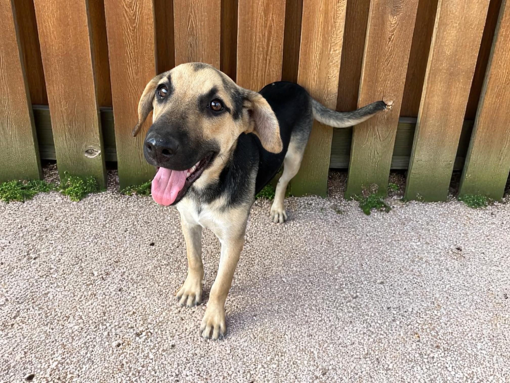 Dog for adoption - Alice, a Mixed Breed in Victoria, BC | Petfinder