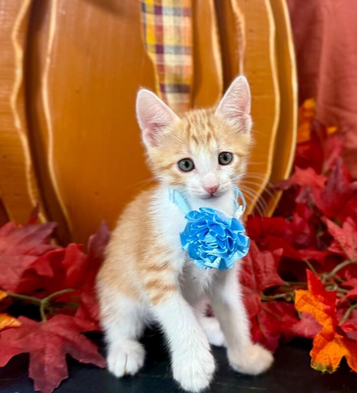 Cat for adoption - Tampa Treasure, a Domestic Short Hair & Tabby Mix in ...