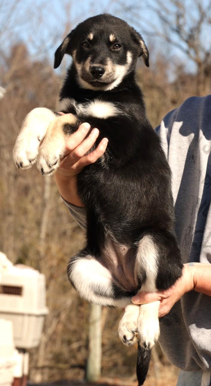 Dog for adoption - Dottie-Pending!, a Norwegian Elkhound & Labrador ...