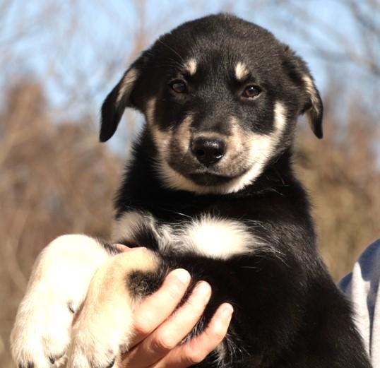 Dog for adoption - Dottie-Pending!, a Norwegian Elkhound & Labrador ...