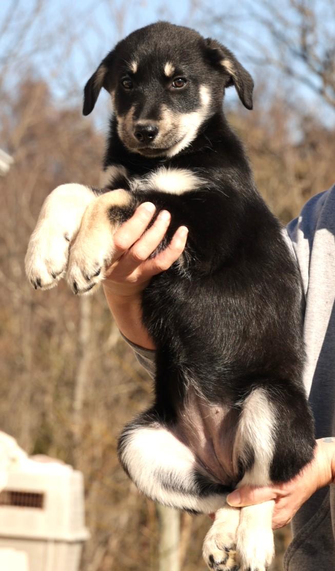 Dog for adoption - Dottie-Pending!, a Norwegian Elkhound & Labrador ...