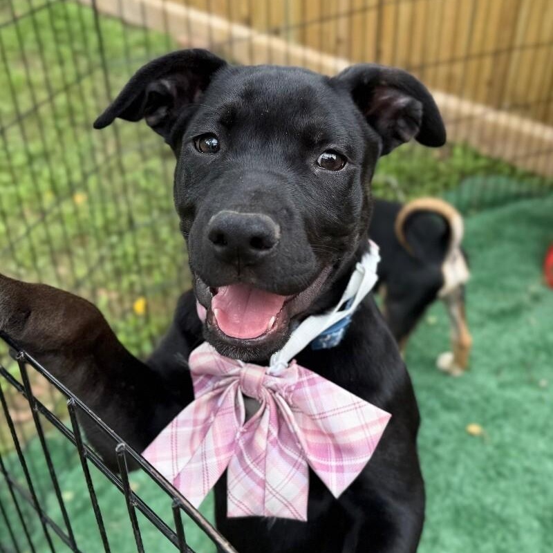 Dog for adoption - Randy, a Boxer & Labrador Retriever Mix in Rockford ...