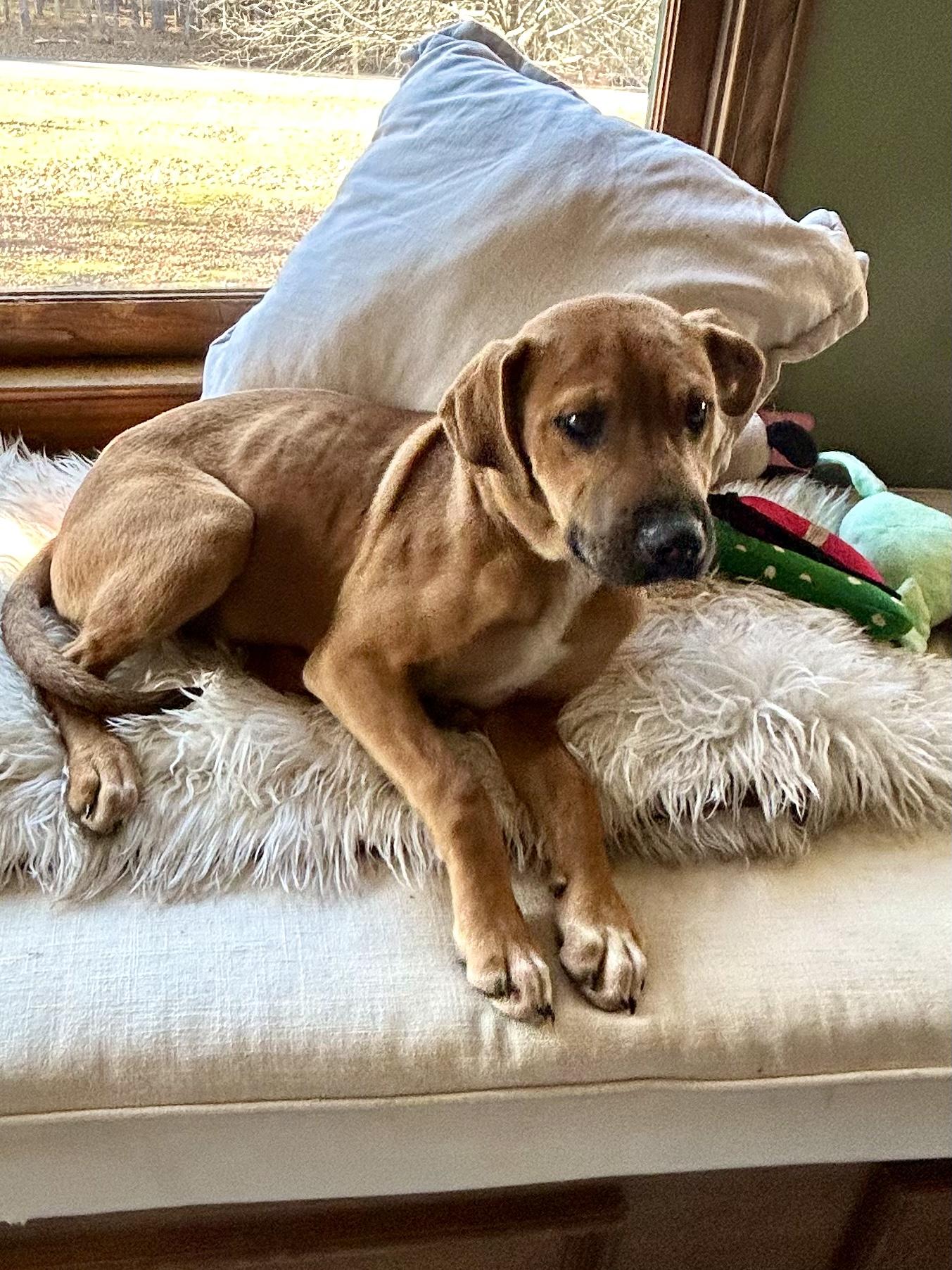 Dog for adoption - TRIXIE, a Shepherd & Black Mouth Cur Mix in Hartford ...