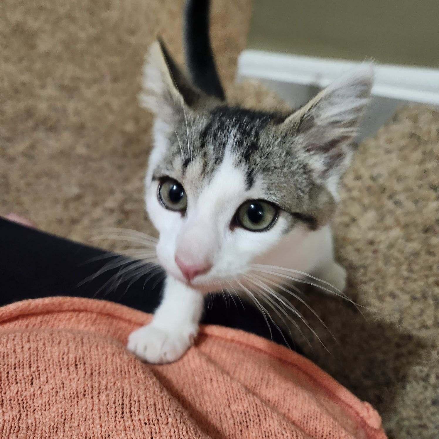 Cat for adoption - Route 15 Sisters: Jamie & Mona, a Domestic Short ...