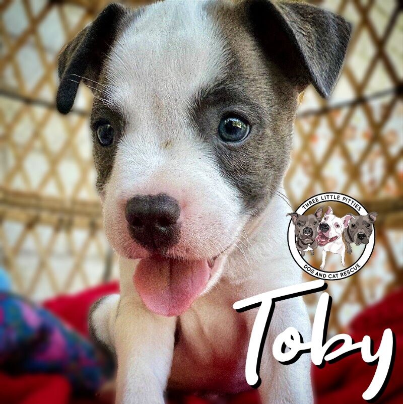 Dog for adoption - Toby SUMMER, a Pit Bull Terrier Mix in Twin Falls, ID | Petfinder