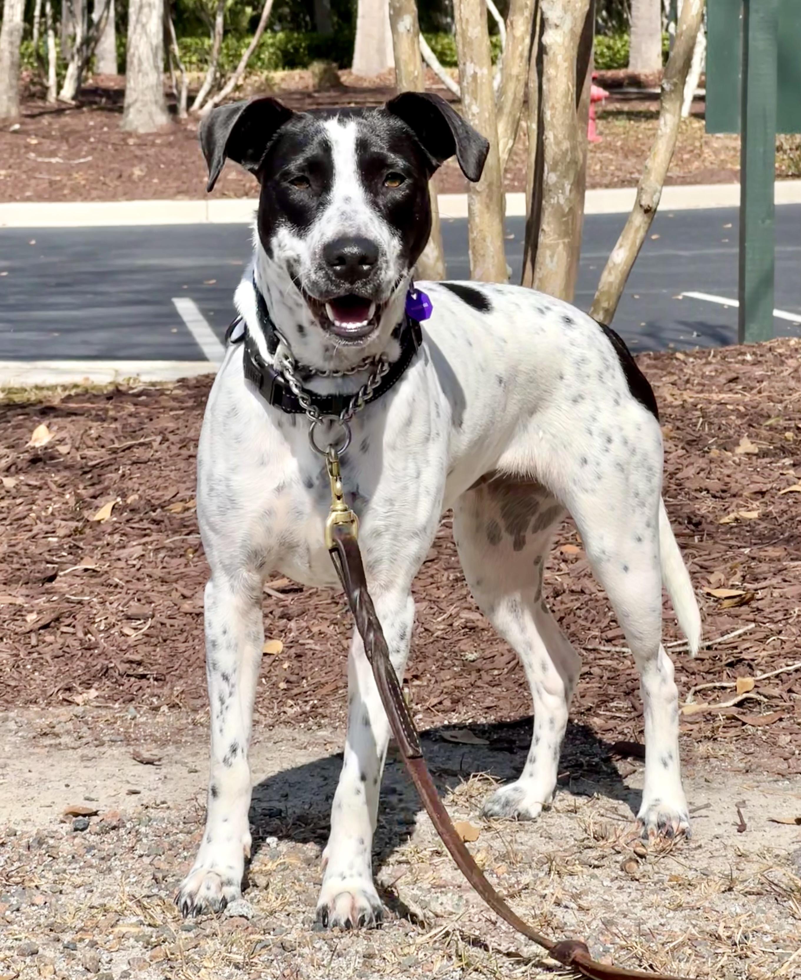 Dog for adoption - Patsy, a Mixed Breed in Mt Pleasant, SC | Petfinder