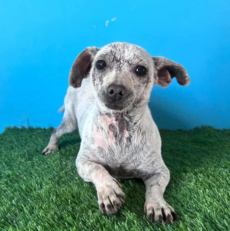 Dog for adoption - Tapioca, a Rat Terrier Mix in Tijuana, BCN | Petfinder