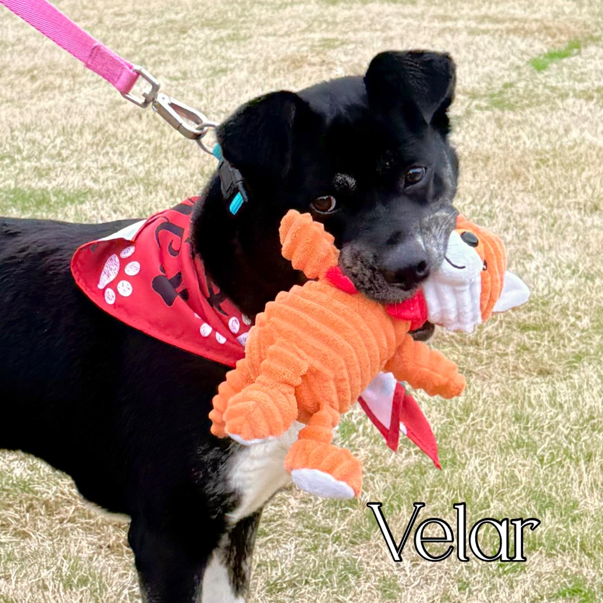 Dog for adoption - Velar, a Mixed Breed in Ridgeland, SC | Petfinder