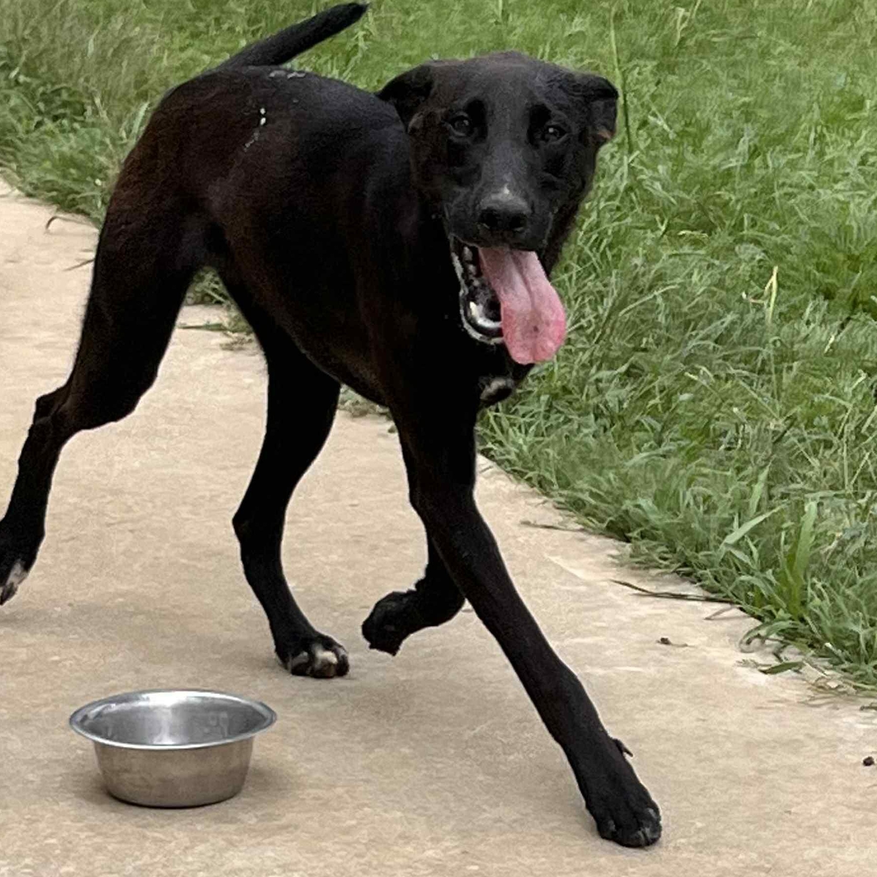 Dog for adoption - Snape, a Black Labrador Retriever & Retriever Mix in ...