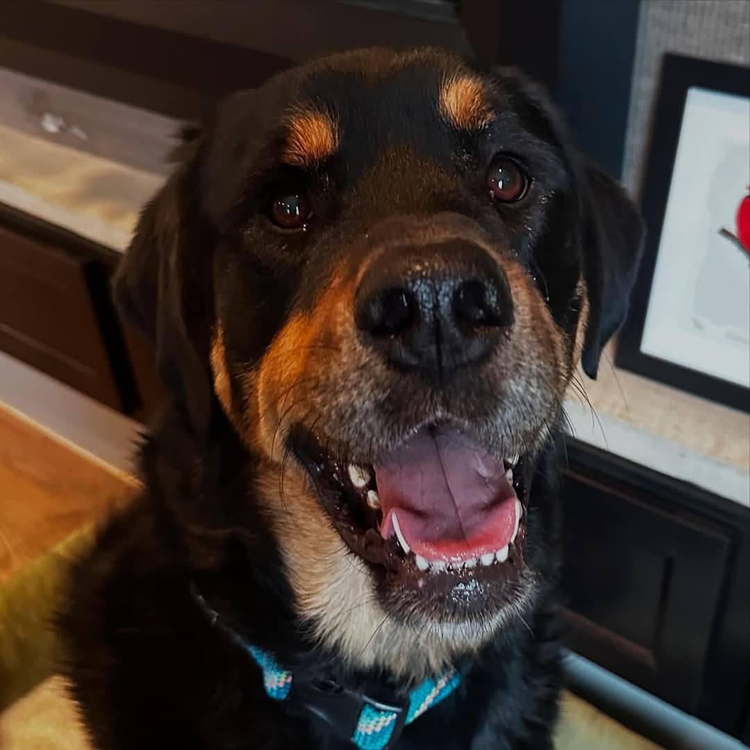 Dog for adoption - Mavis and Hades, a Bernese Mountain Dog & Rottweiler ...