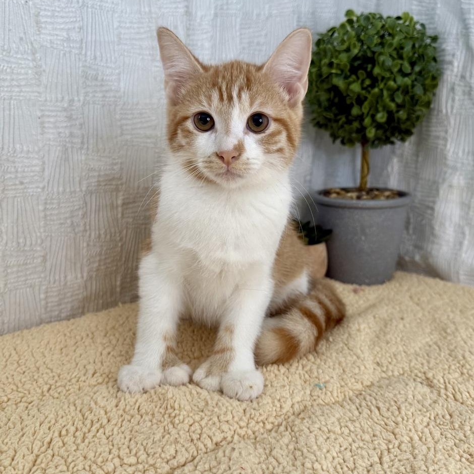 Cat for adoption - Orionis **Polydactyl**, an Extra-Toes Cat ...