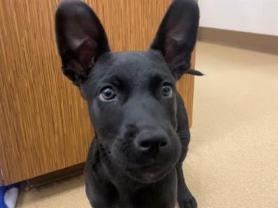 Dog for adoption - DAVID BOWIE, a Belgian Shepherd / Malinois & Great ...