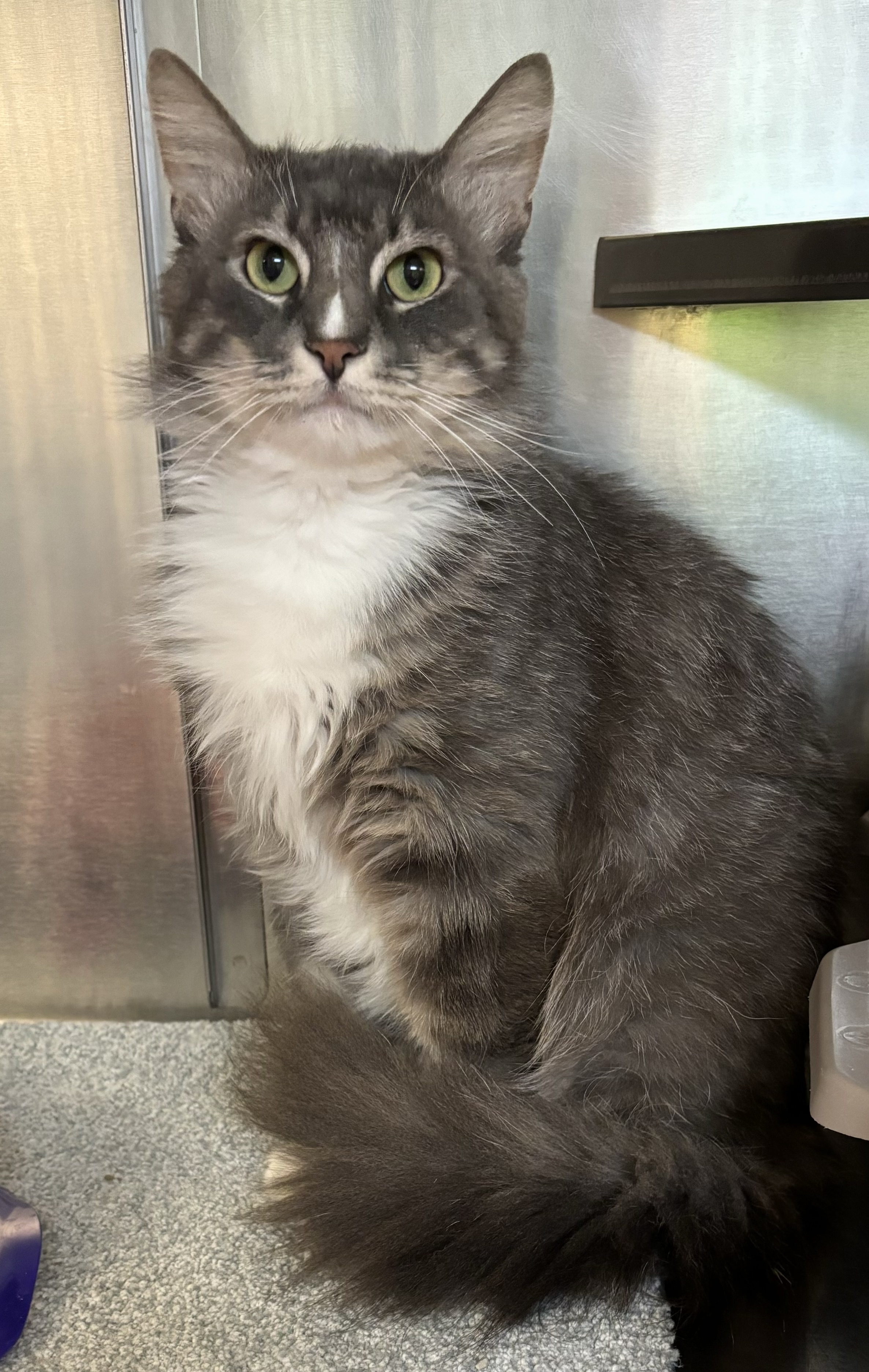 Available Pets - Portage Animal Protective League