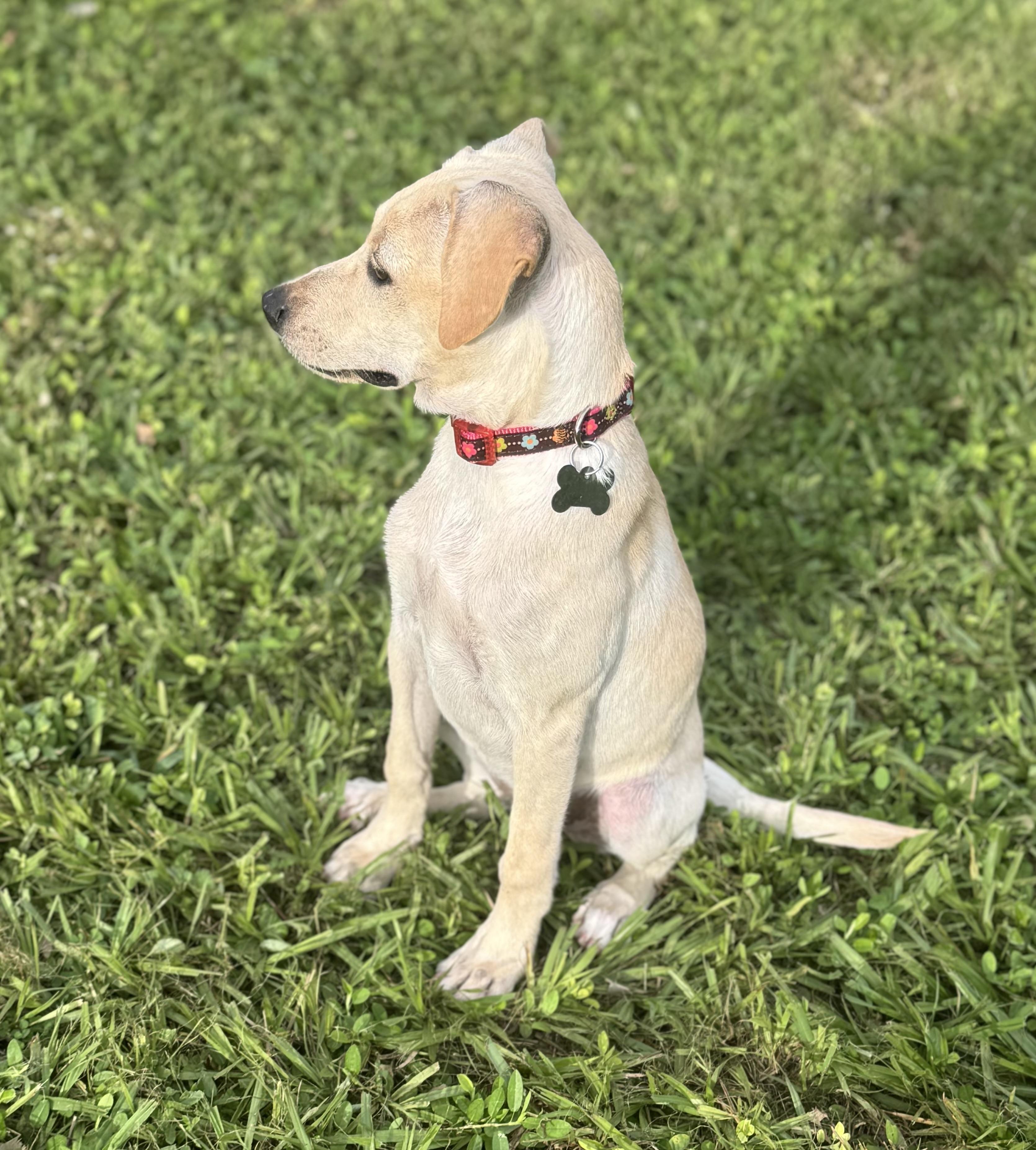 Dog for adoption - Sif, a Terrier & Chihuahua Mix in Key West, FL ...