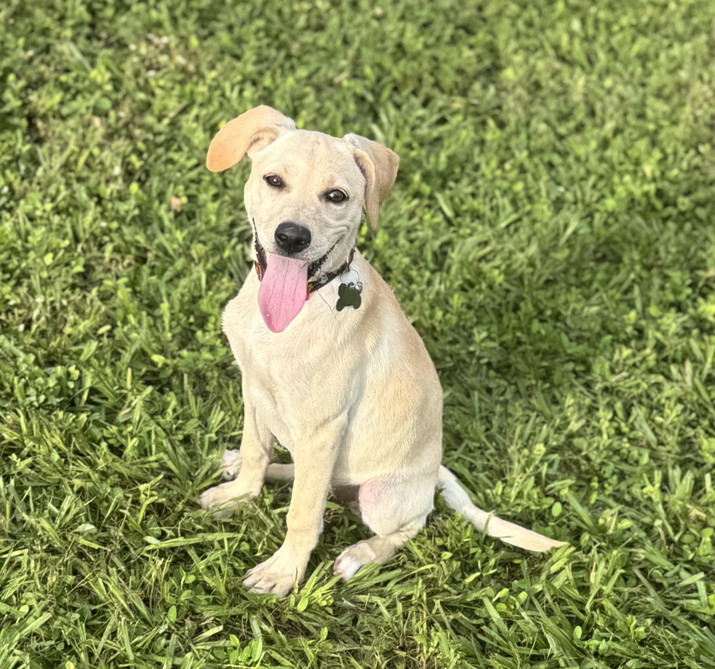 Dog for adoption - Sif, a Terrier & Chihuahua Mix in Key West, FL ...