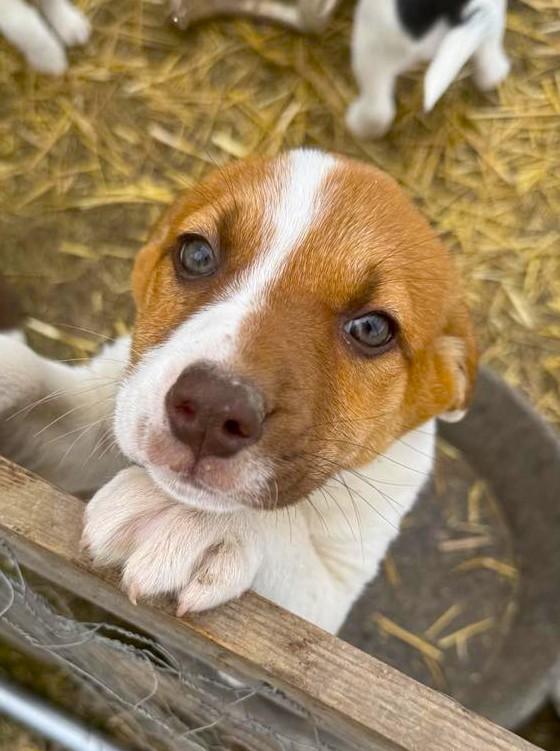Dog for adoption - Florence, an Australian Shepherd & Border Collie Mix in Missoula, MT | Petfinder