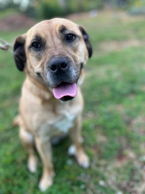 Dog for adoption - Jelly Bean, a Puggle & Boxer Mix in Hagerstown, MD ...