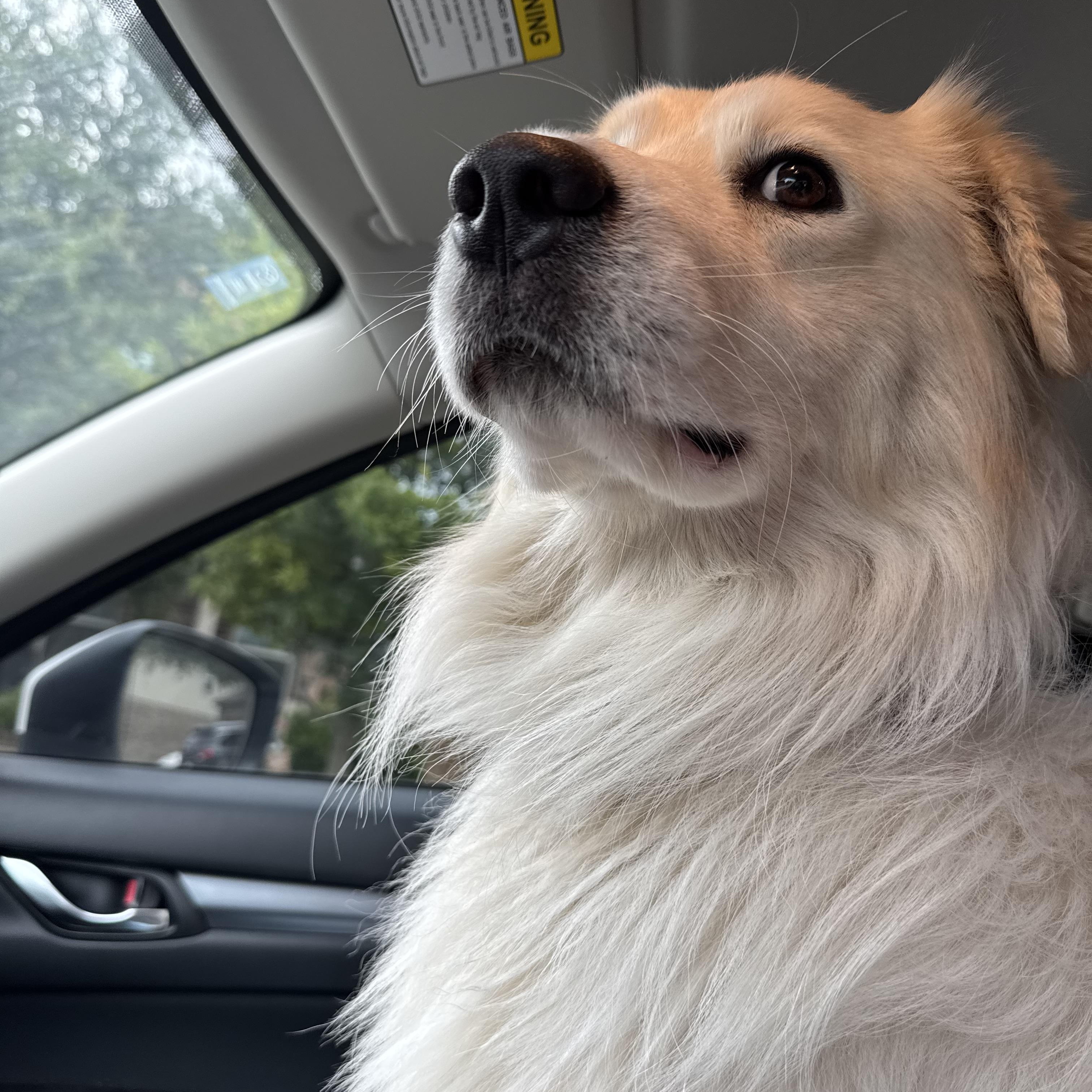Dog for adoption - Clover, a Great Pyrenees Mix in Hamilton Township ...