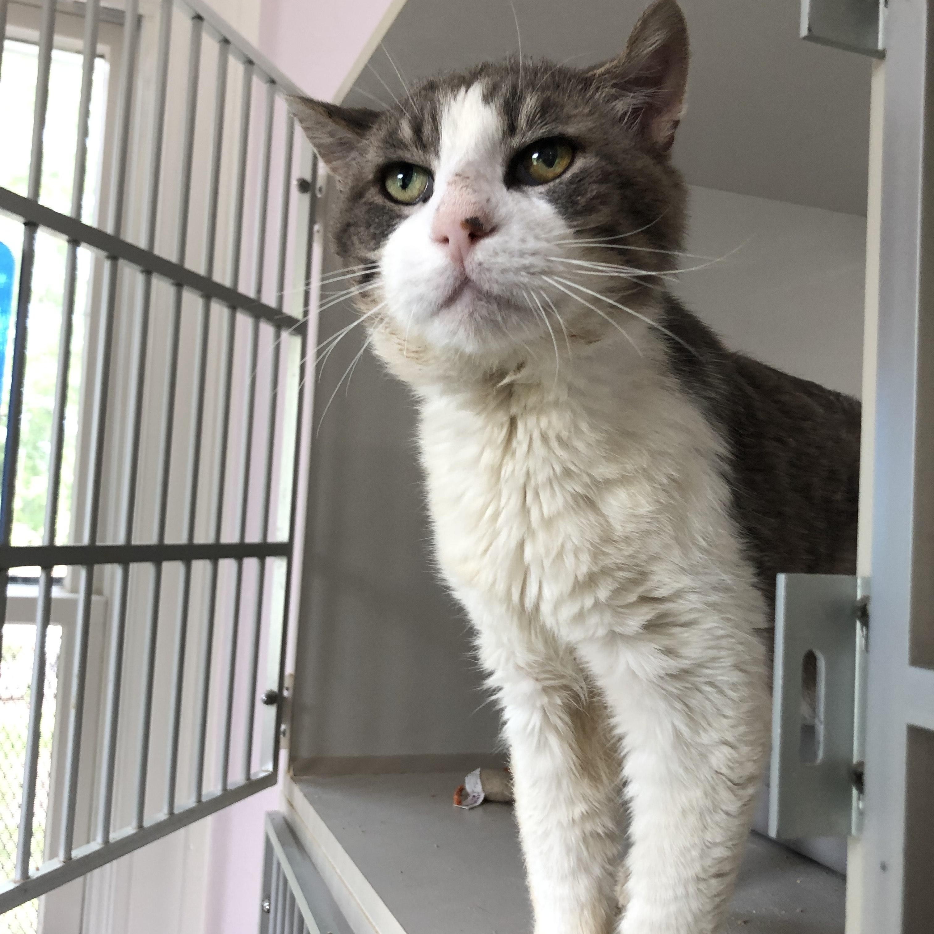 Cat for adoption - Virgil Colchester, a Domestic Short Hair in ...