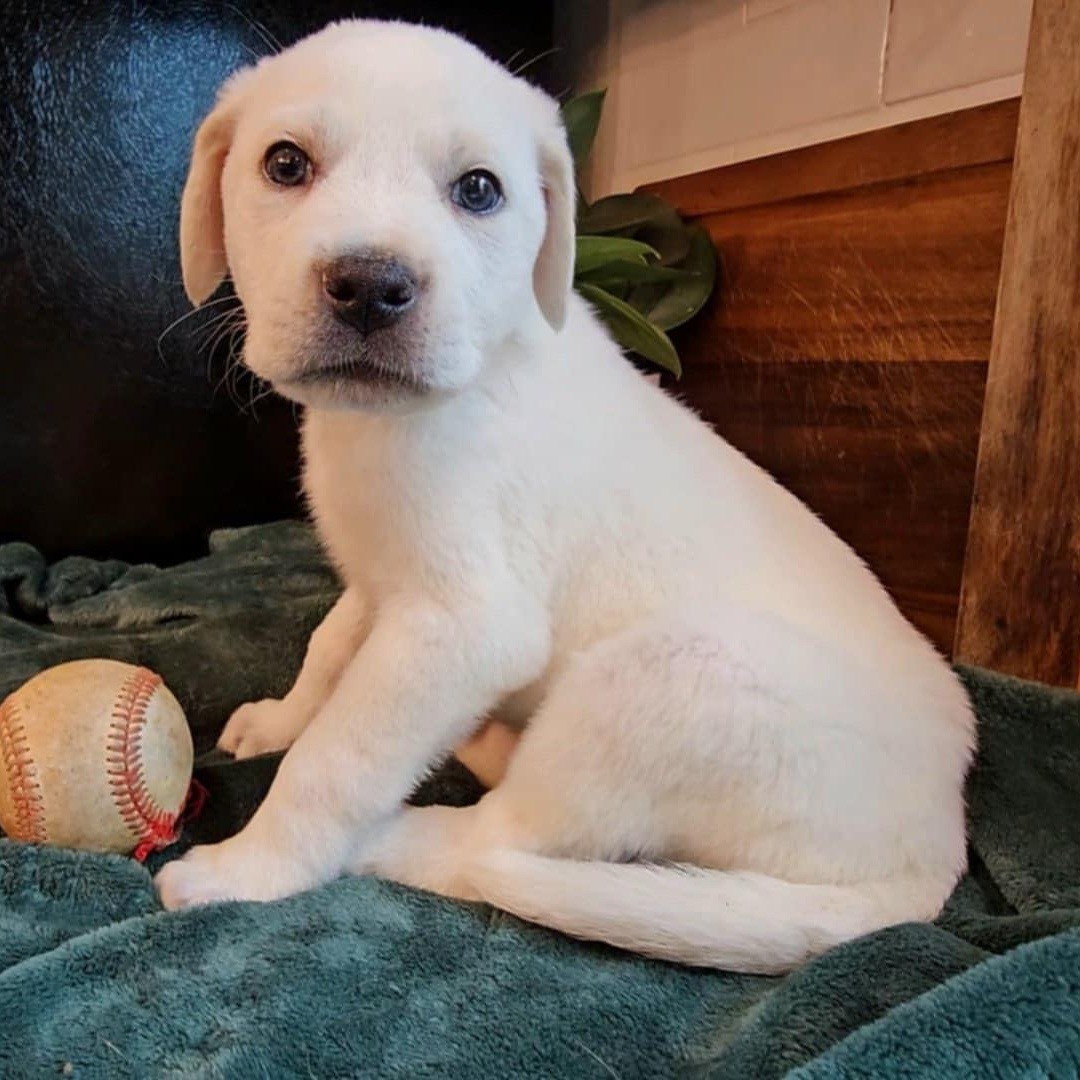 Dog for adoption - Paxton, a Great Pyrenees & Labradoodle Mix in Roscoe ...