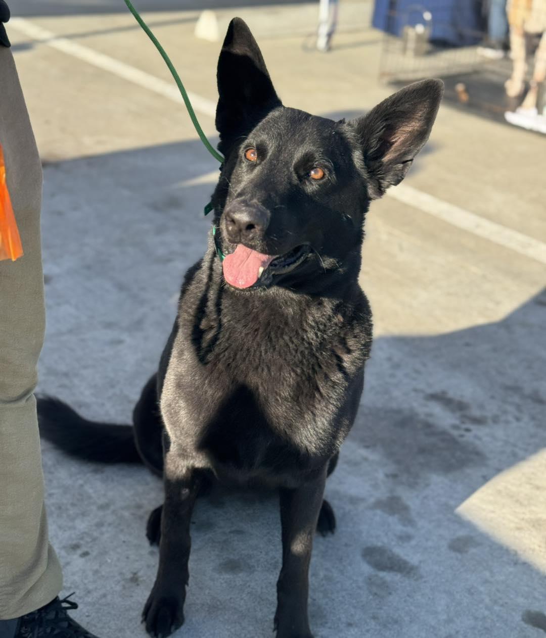 Dog for adoption - Jessie, a Shepherd in Brookshire, TX | Petfinder