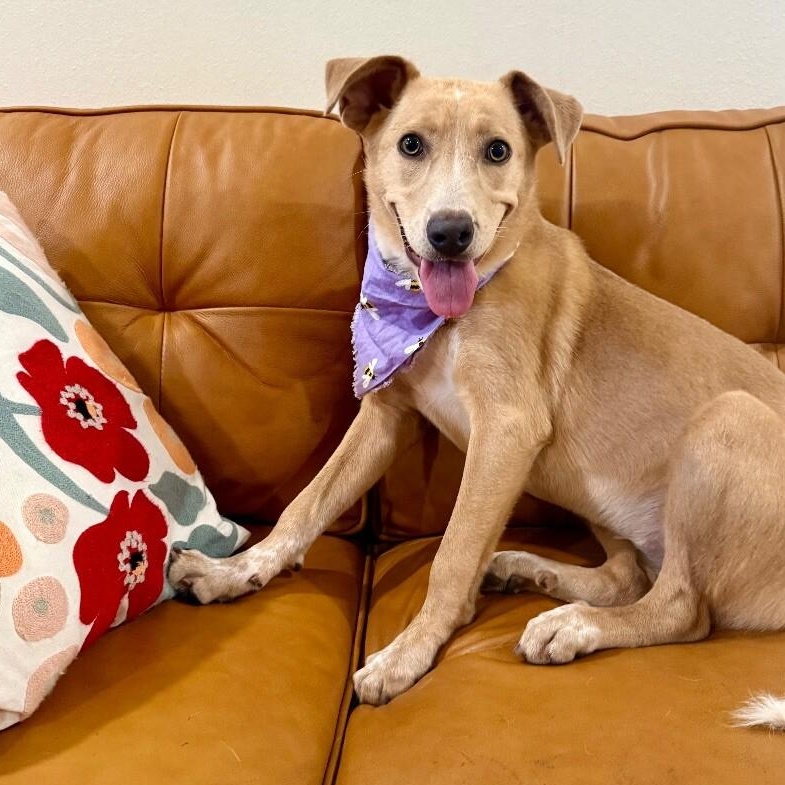 Dog for adoption - Sadie Lady Angel Baby, a Labrador Retriever & Yellow ...