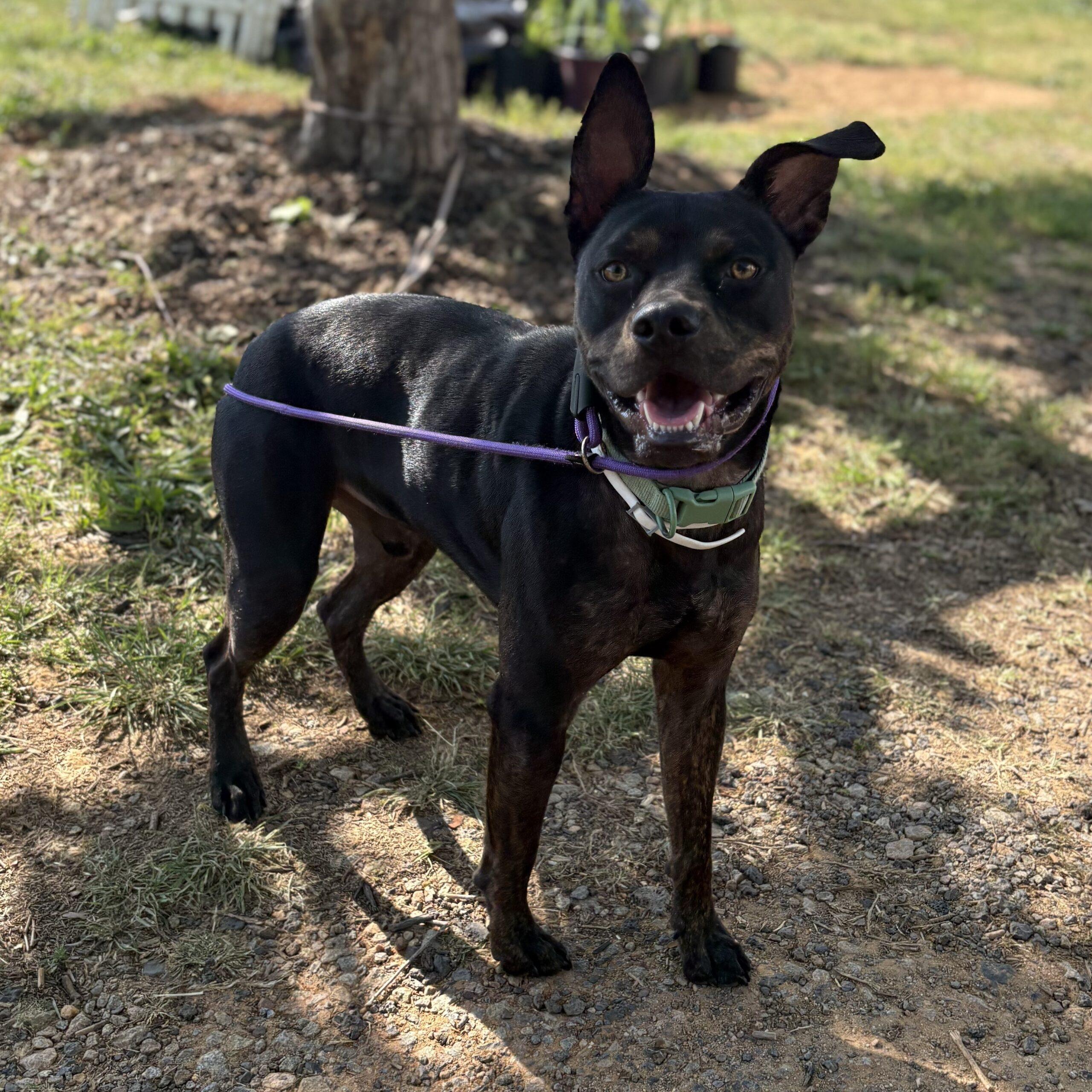 Dog for adoption - Rocky, a Pit Bull Terrier in West Chester, PA ...