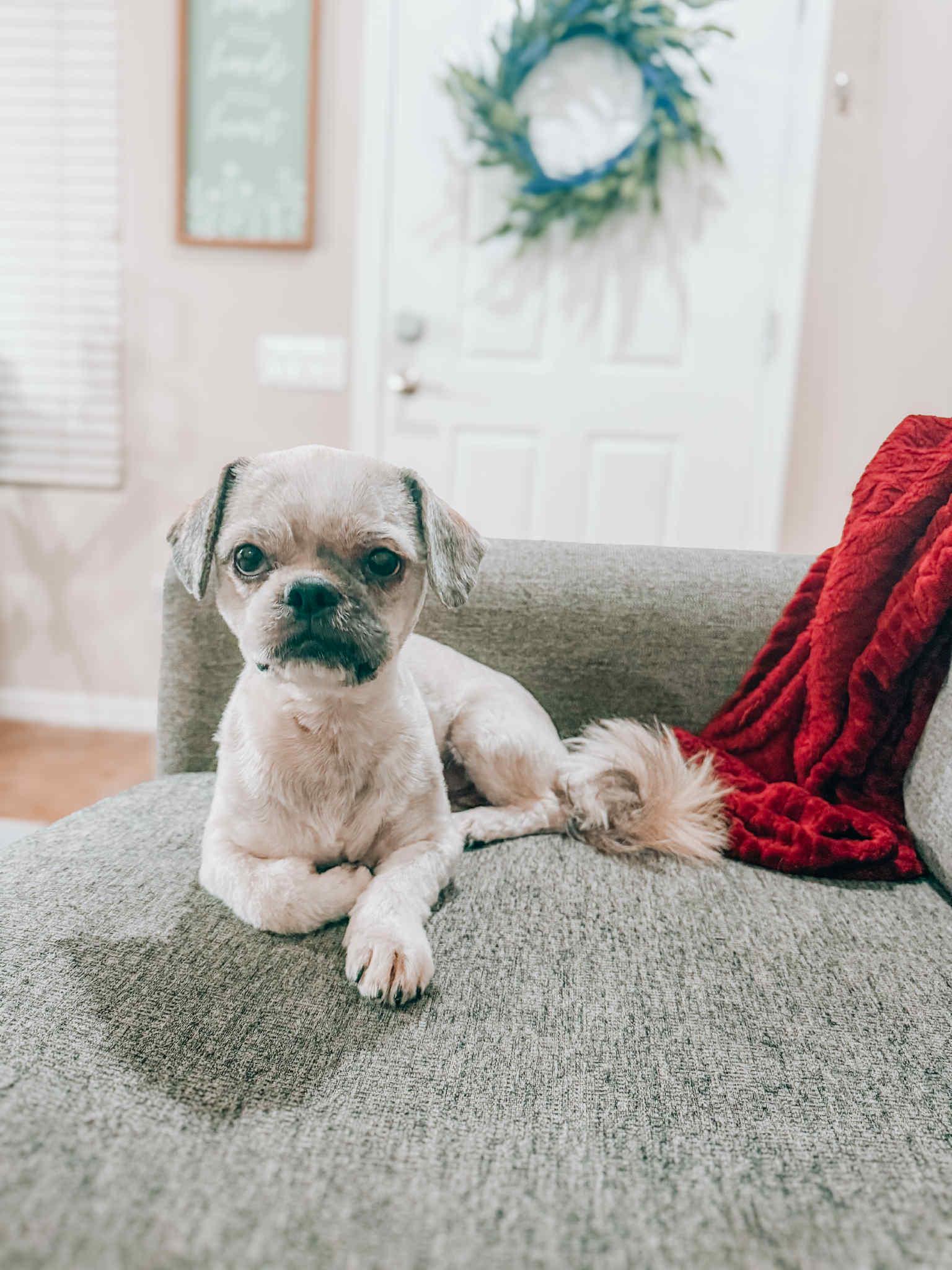 Arizona Dog Adoptions: View Dogs for Adoption in Arizona