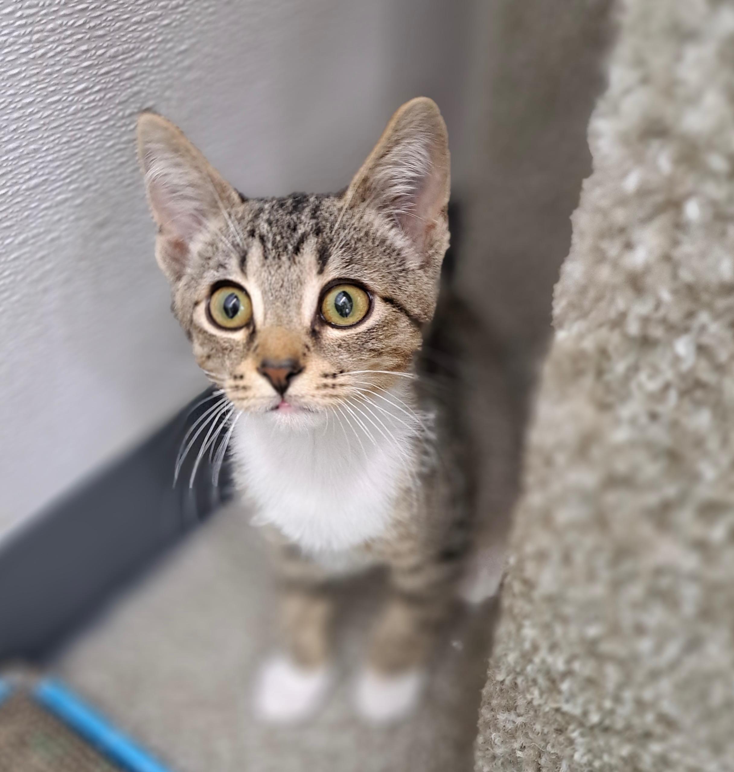 Cat for adoption - Payton, a Tabby in Goshen, IN | Petfinder
